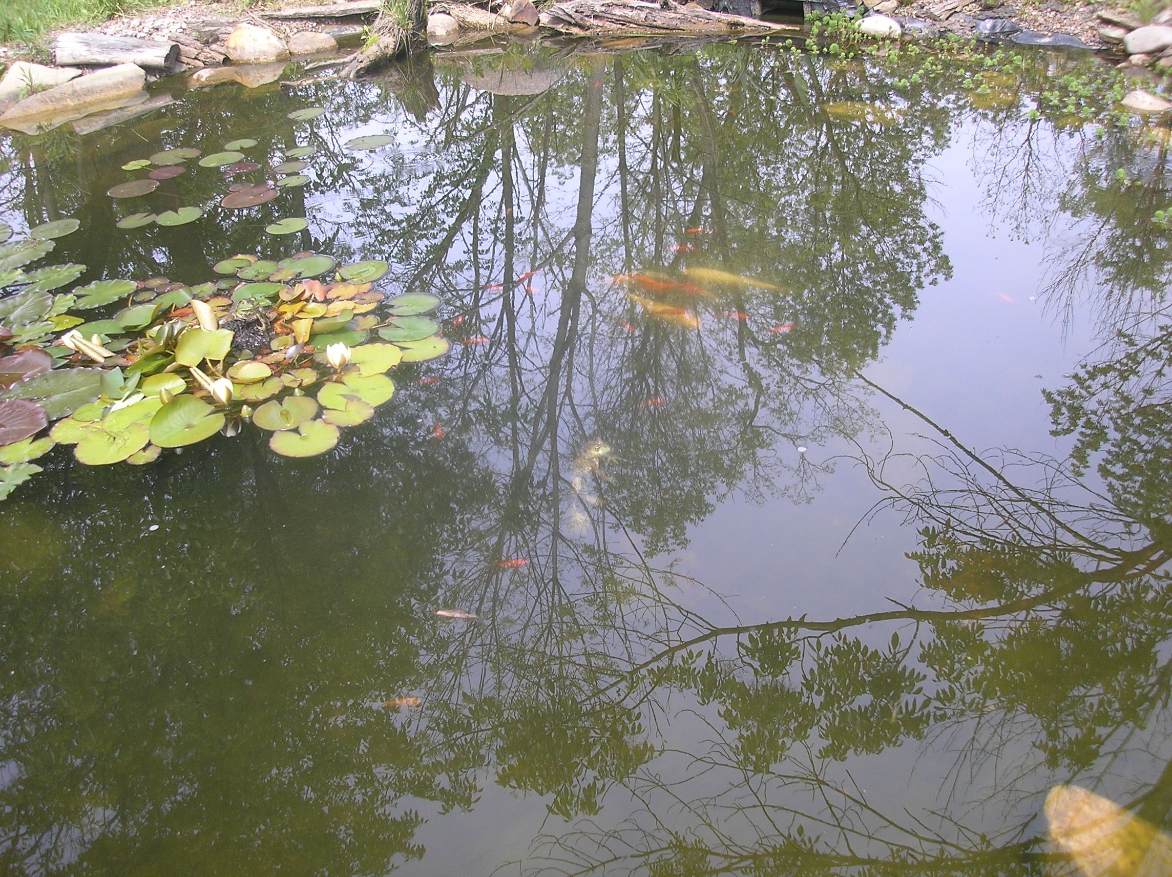 Pond / Watergarden Science : 7 Steps (with Pictures) - Instructables