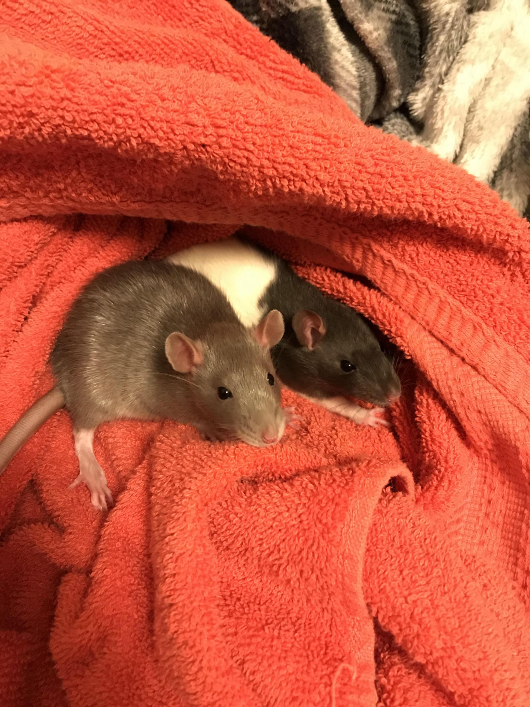 Rat Care and Cages : 6 Steps - Instructables