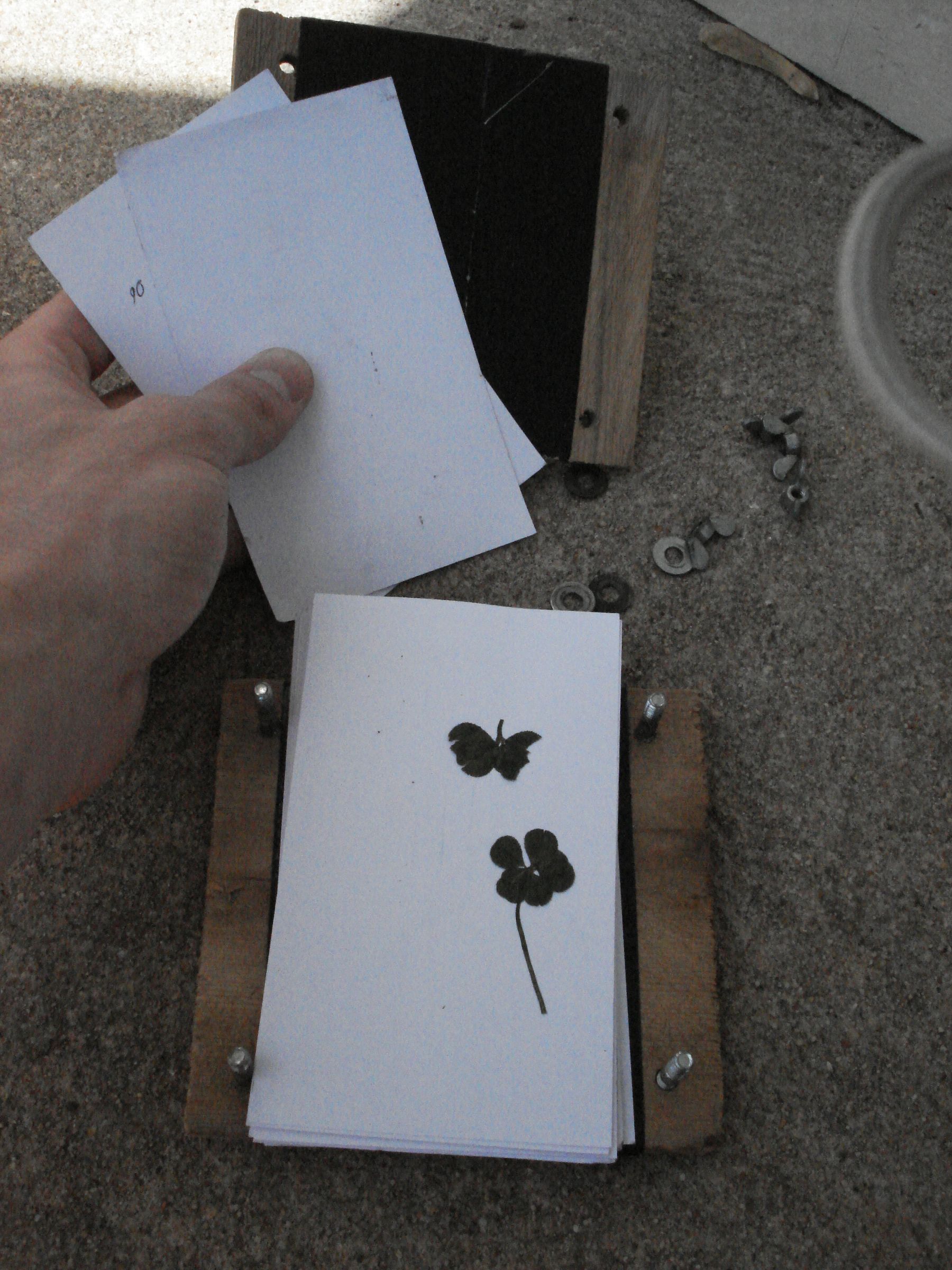 4-leaf Clovers: a Finder's Guide : 8 Steps - Instructables