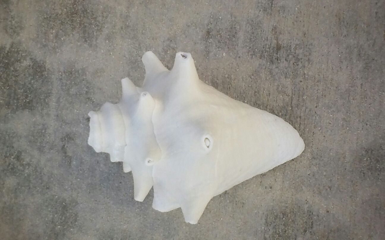 Conch Shell Horn : 5 Steps (with Pictures) - Instructables