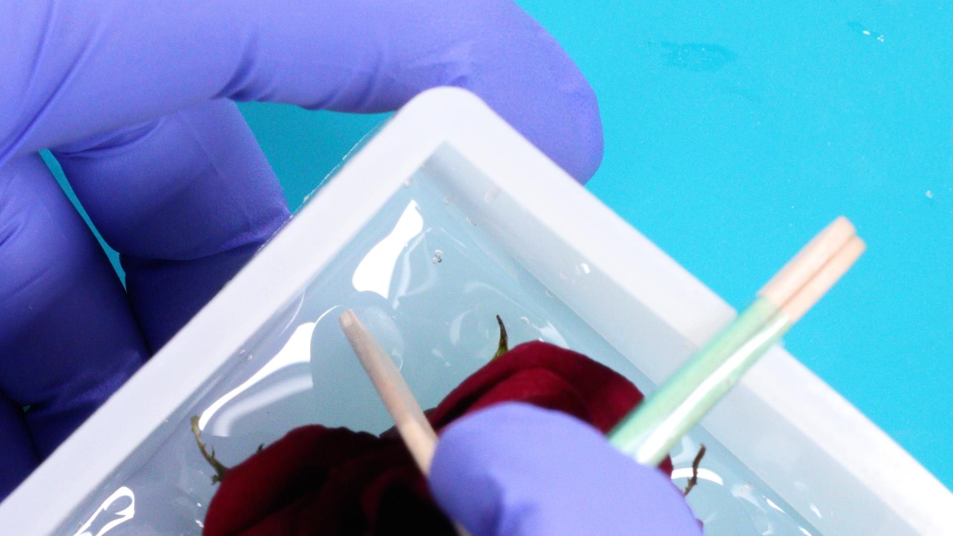 How to Cast Flowers in Epoxy Resin - DIY Resin Rose Paperweight! : 8 ...