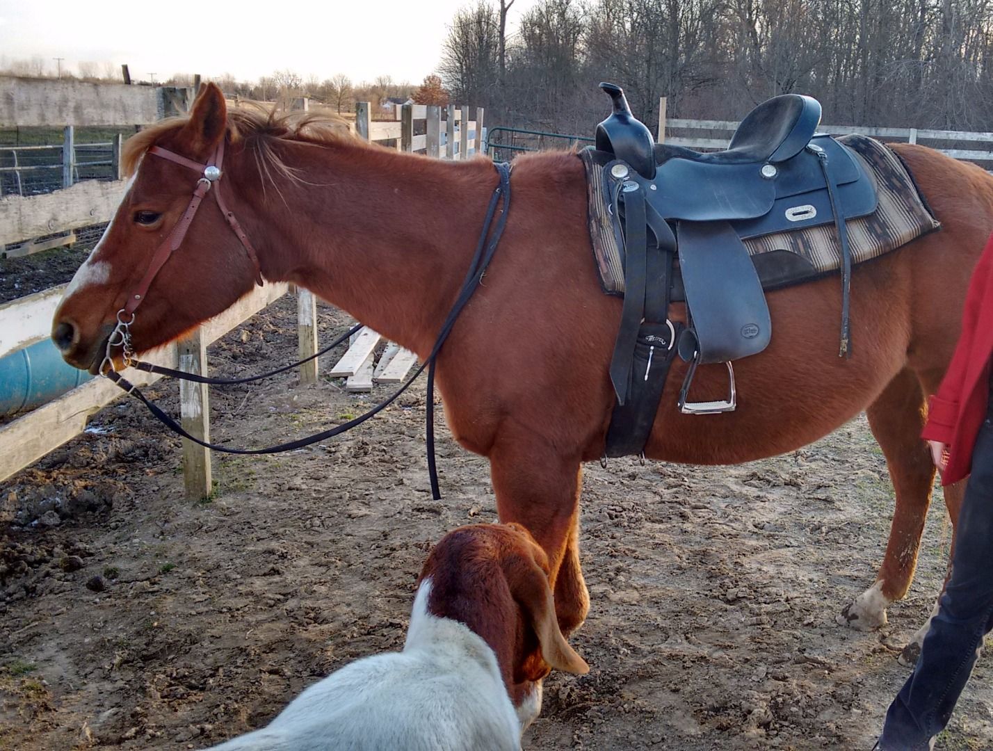 Tacking a Horse : 6 Steps (with Pictures) - Instructables