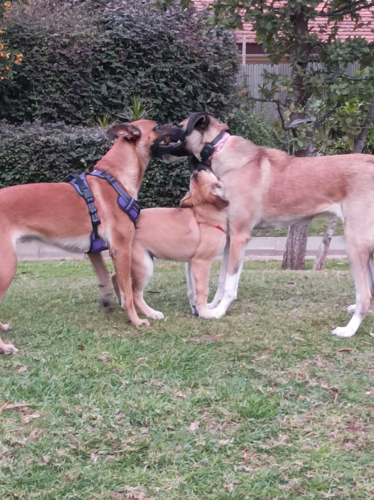 How to Raise a Dog : 5 Steps - Instructables