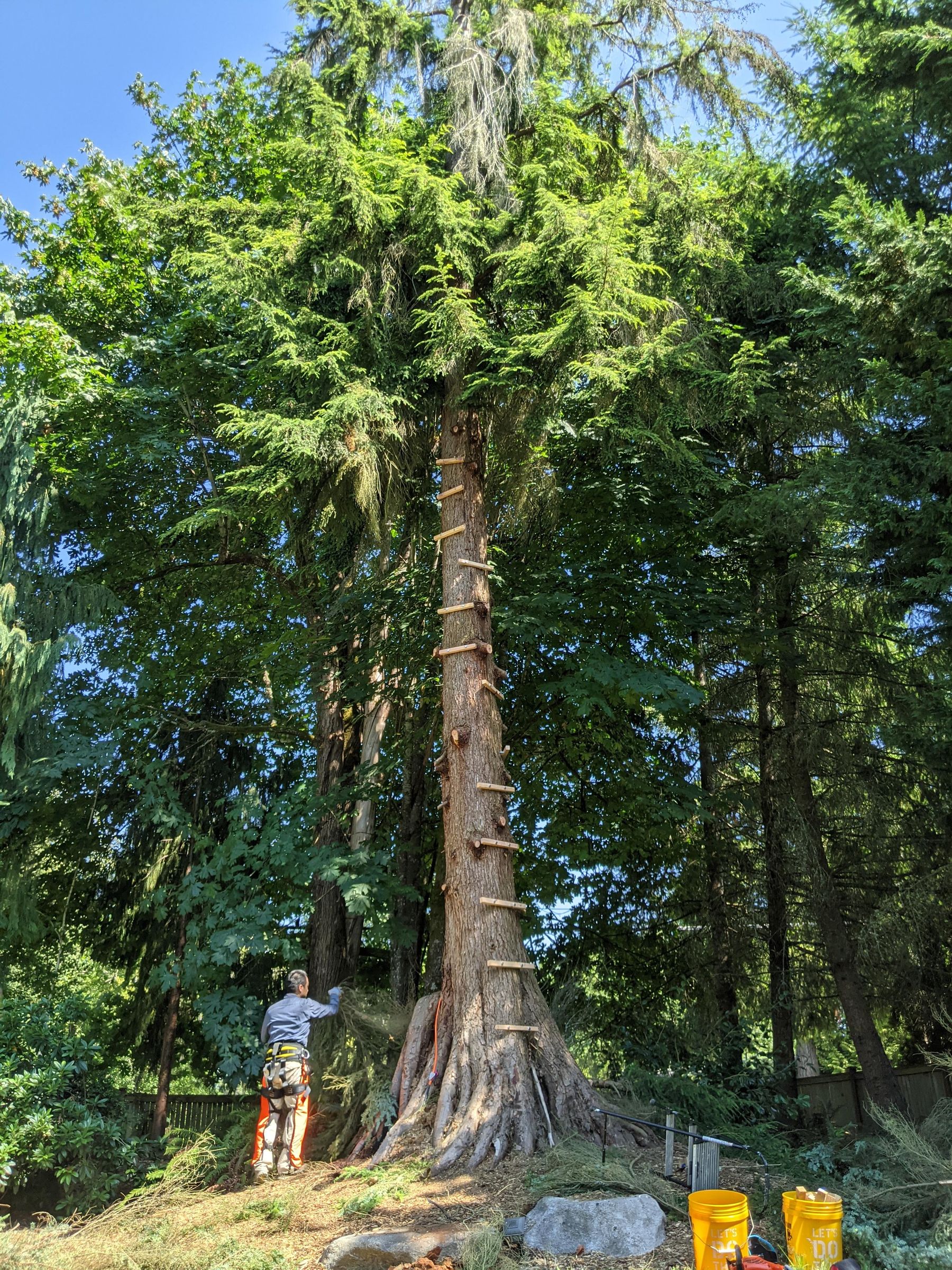 DIY: Build a Ladder and Cut the Tree - Removing Large Trees Near Fences ...