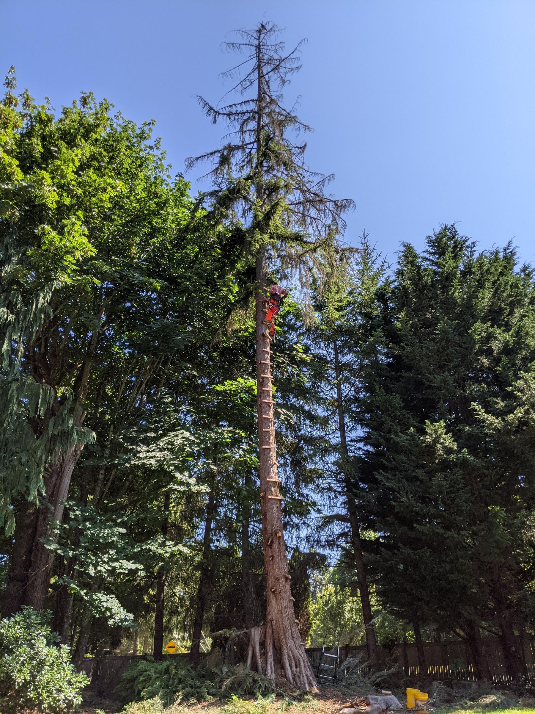 DIY: Build a Ladder and Cut the Tree - Removing Large Trees Near Fences ...