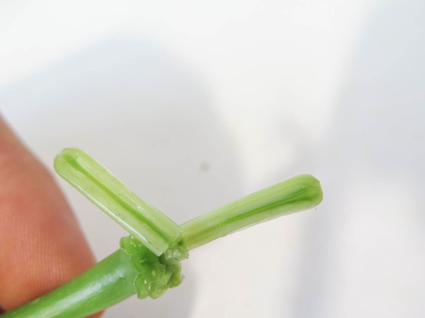 Flower Dissection! : 6 Steps (with Pictures) - Instructables