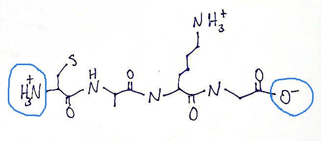 How to Draw Peptide Chains : 18 Steps (with Pictures) - Instructables