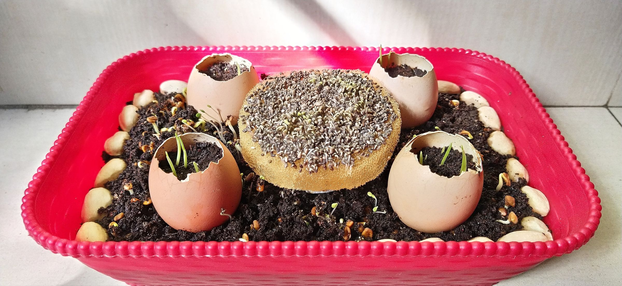 Micro Greens - Perfect for Indoors : 22 Steps (with Pictures ...