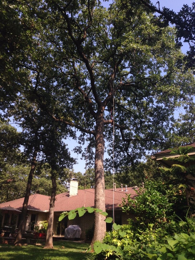Tree Net : 5 Steps (with Pictures) - Instructables