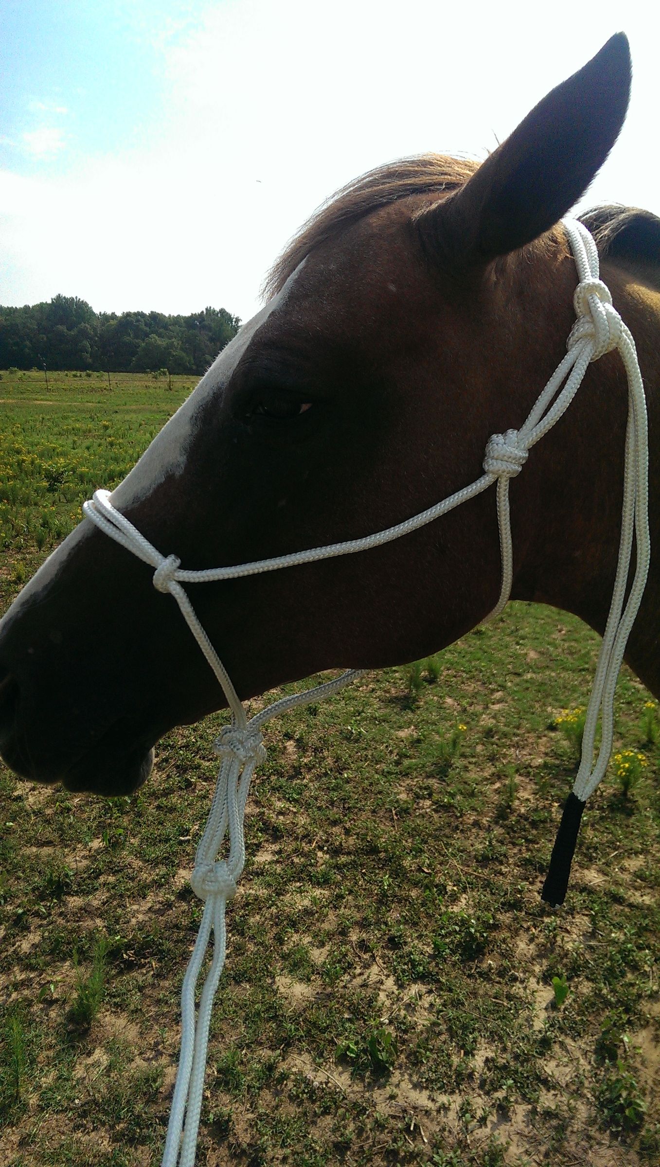 Rope Halter With Fiador : 10 Steps (with Pictures) - Instructables