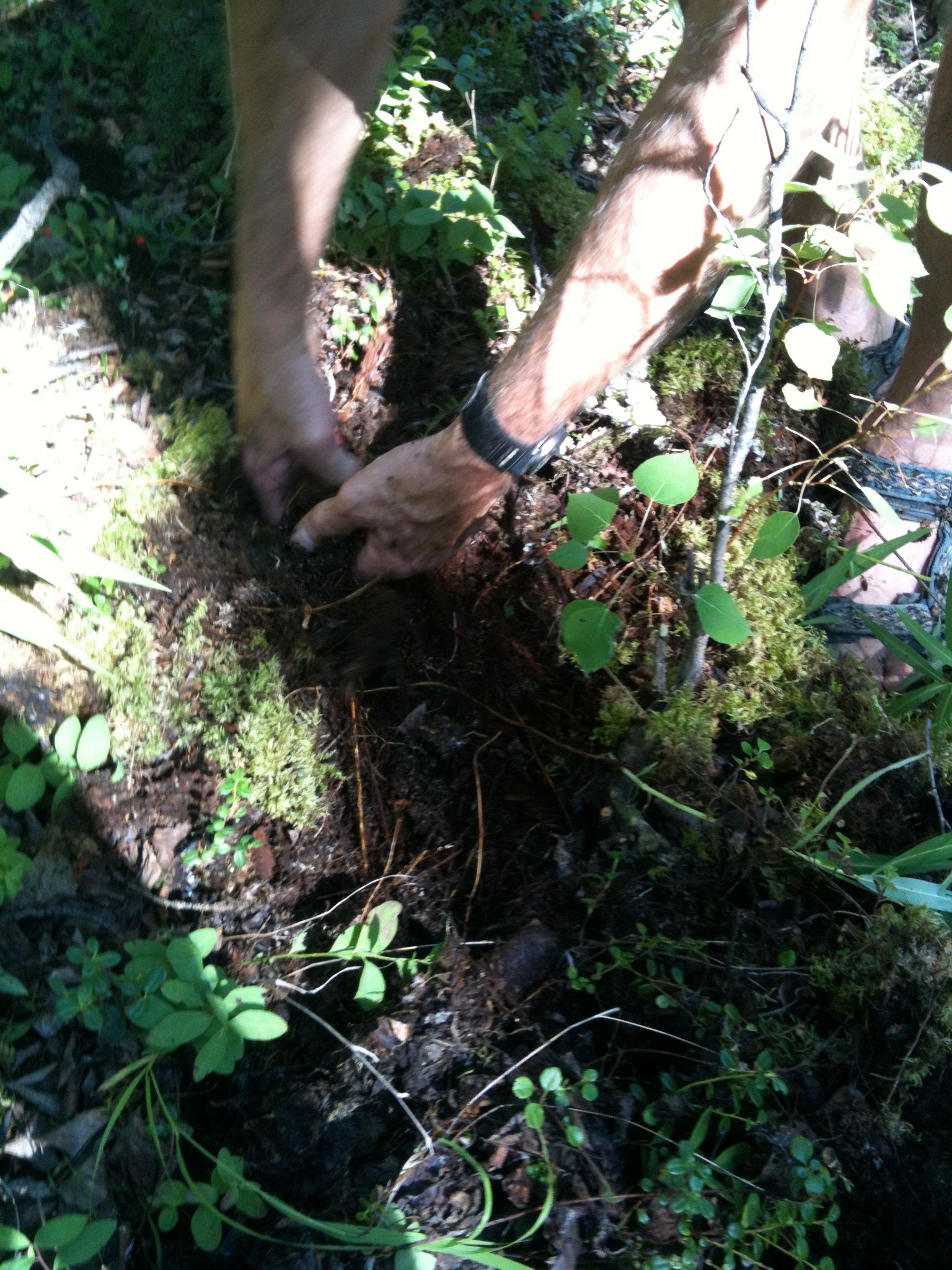 Harvesting Spruce Root : 7 Steps (with Pictures) - Instructables