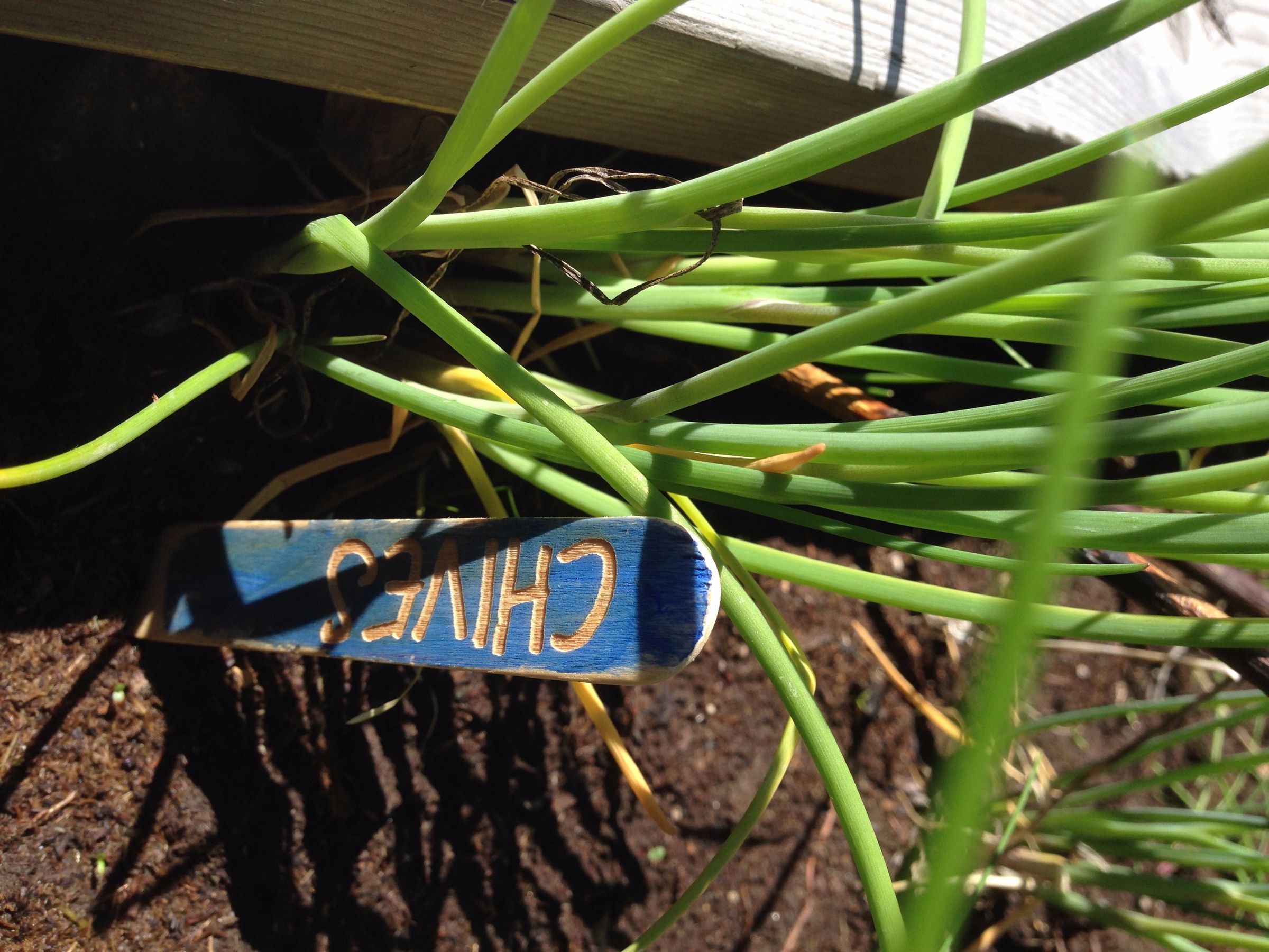 Plant Markers From Craft Sticks : 5 Steps (with Pictures) - Instructables