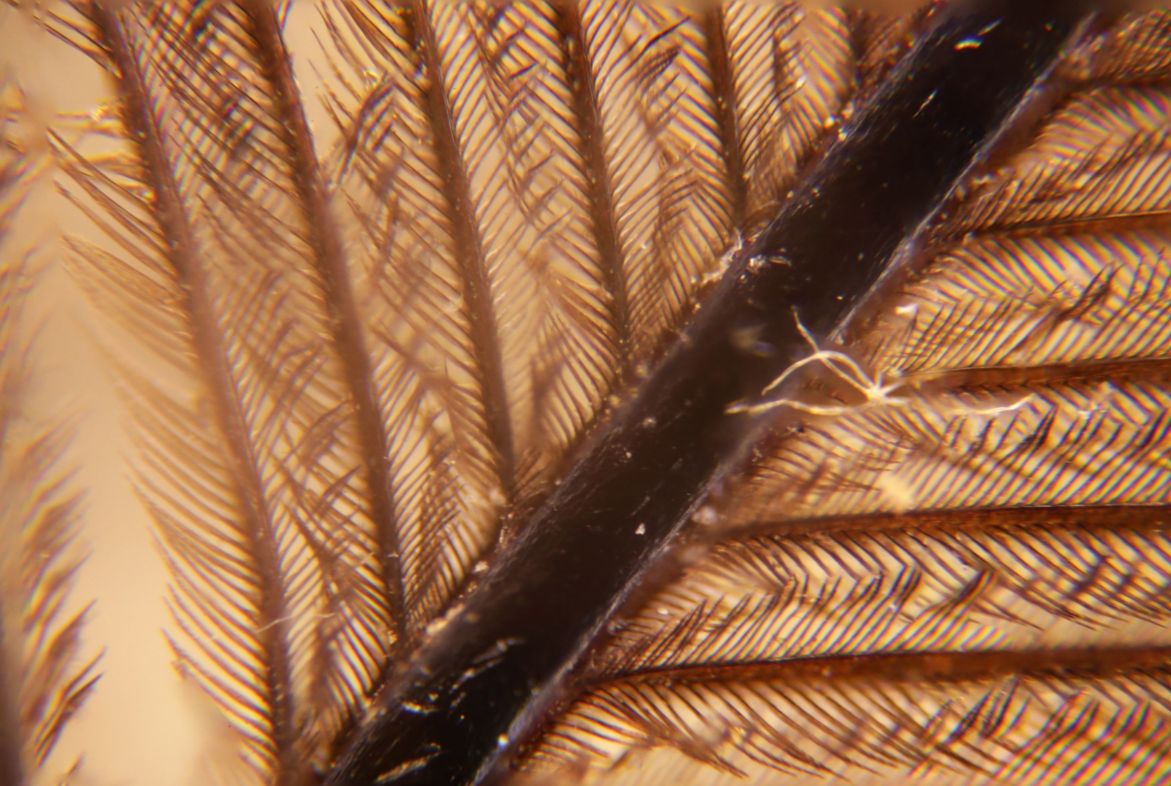 DSLR Microphotography : 12 Steps (with Pictures) - Instructables