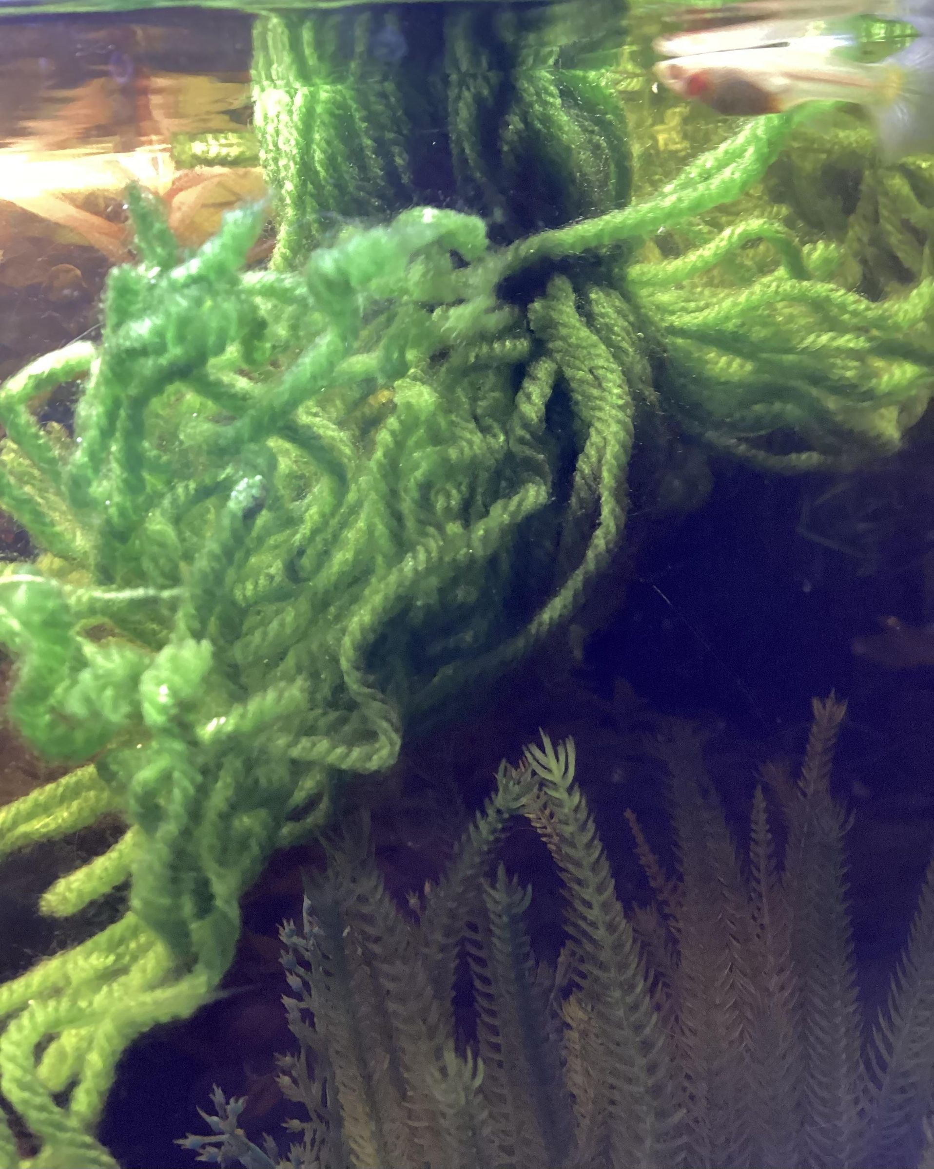 How to Make a Spawning Net for Fish (protect Your Eggs and Fry) : 4 ...