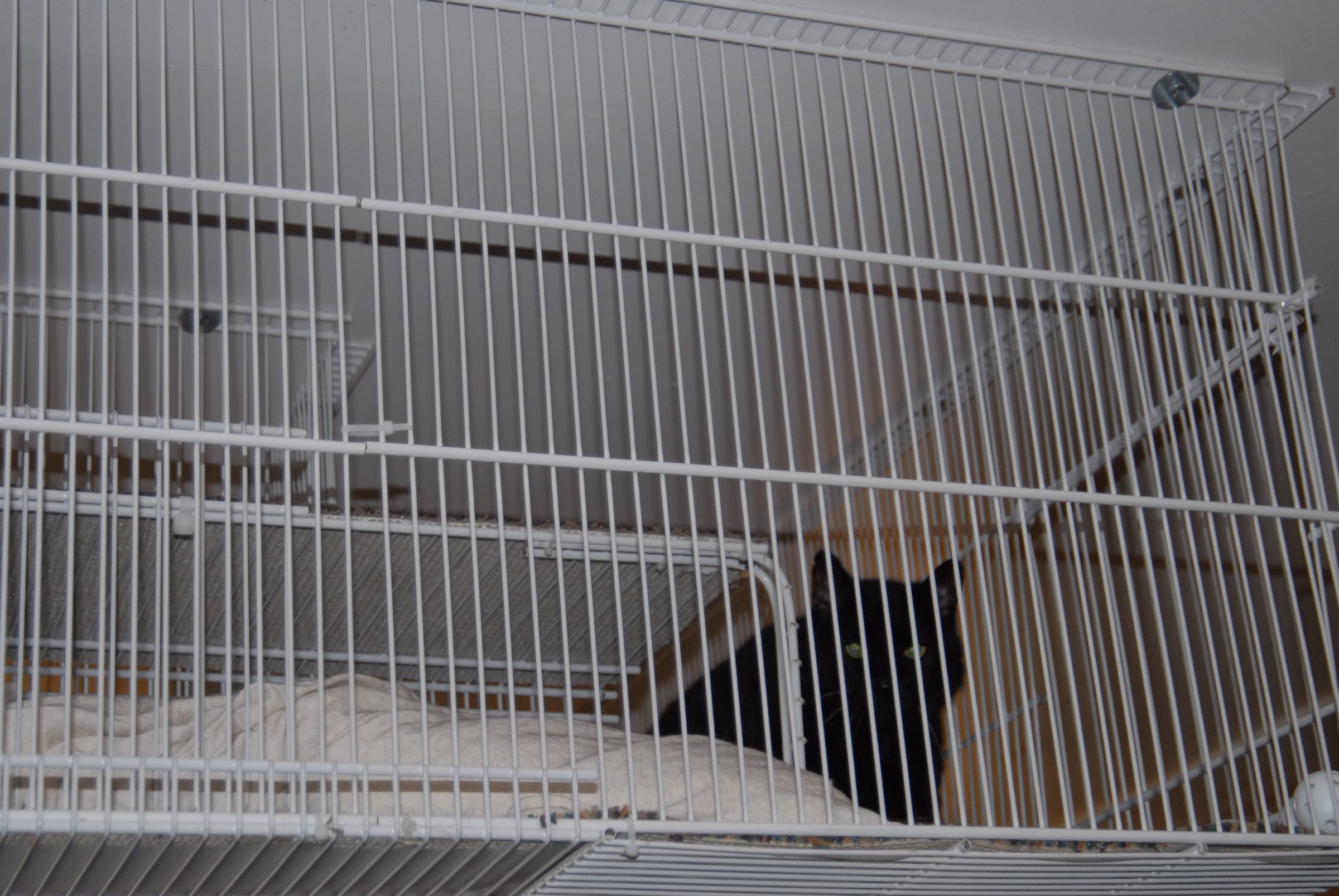 Cat Enclosure - Tunnel, Save Space ('CatWalk Is My Road' - AKahn ...