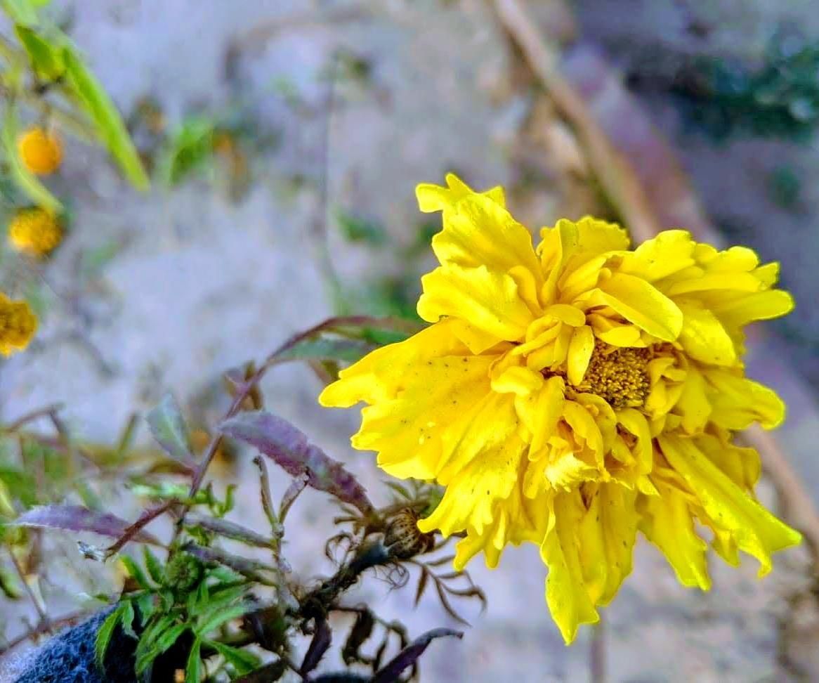 How to Capture Flowers & Nature in Your Lens : 5 Steps - Instructables