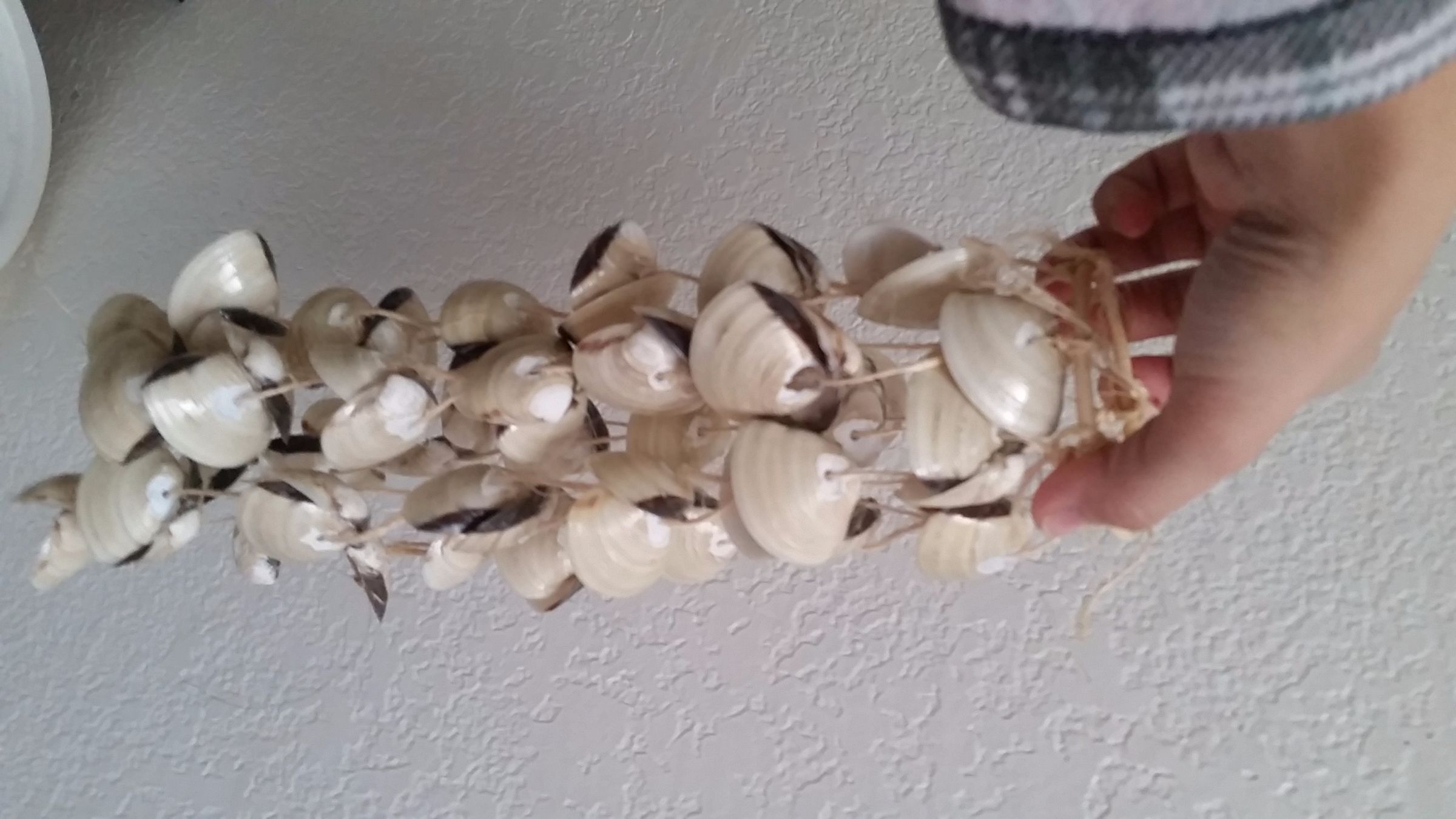 DIY Clam Shell Wind Chime : 4 Steps (with Pictures) - Instructables
