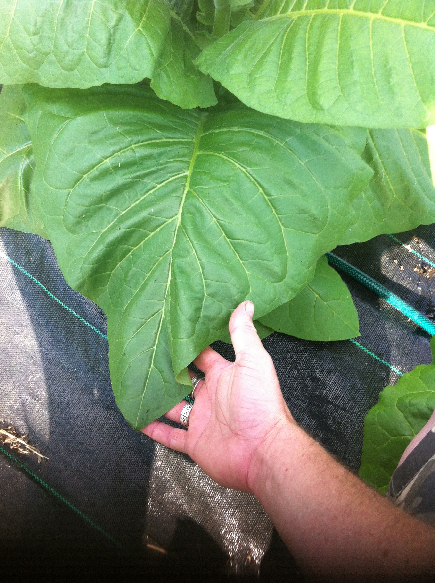 Growing Tobacco : 6 Steps (with Pictures) - Instructables