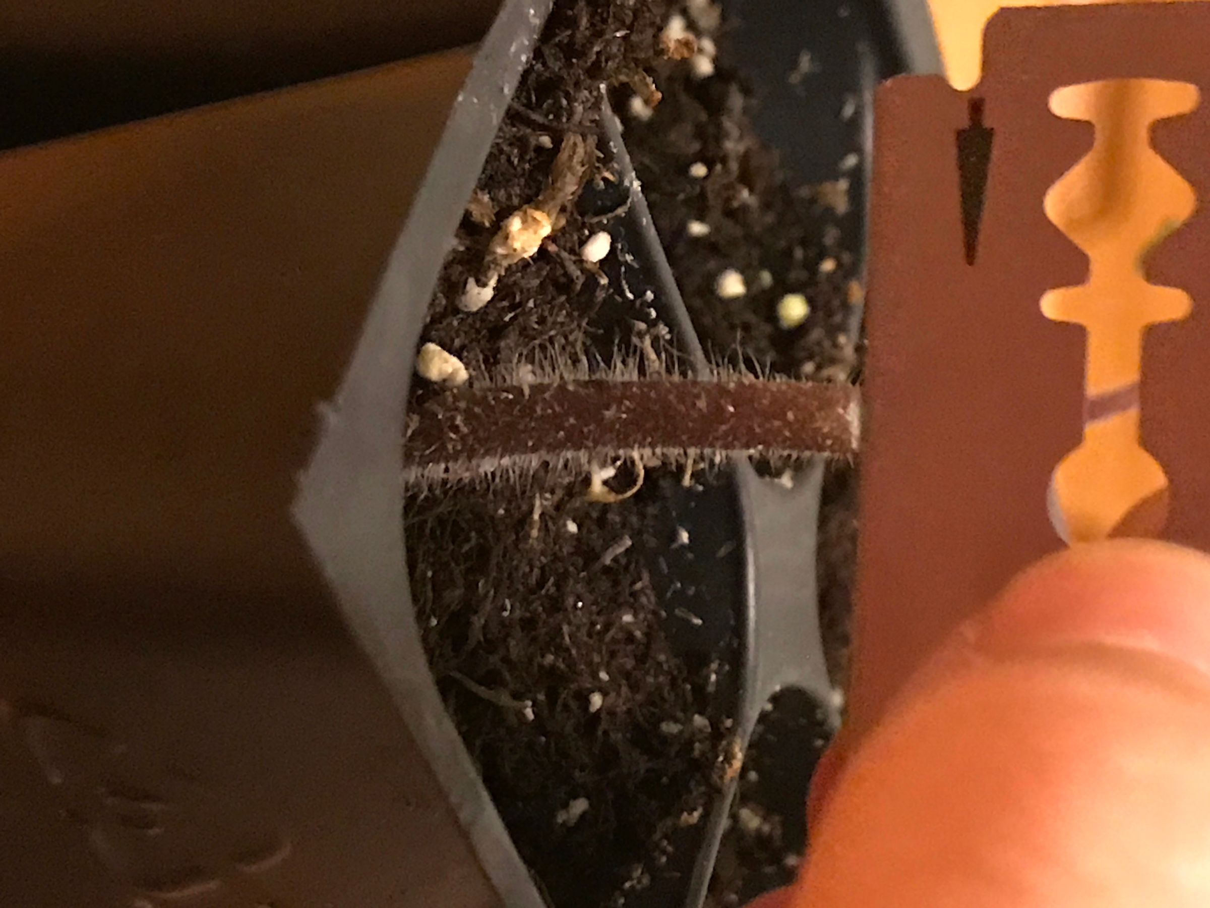 PlantGrafting : 8 Steps (with Pictures) - Instructables