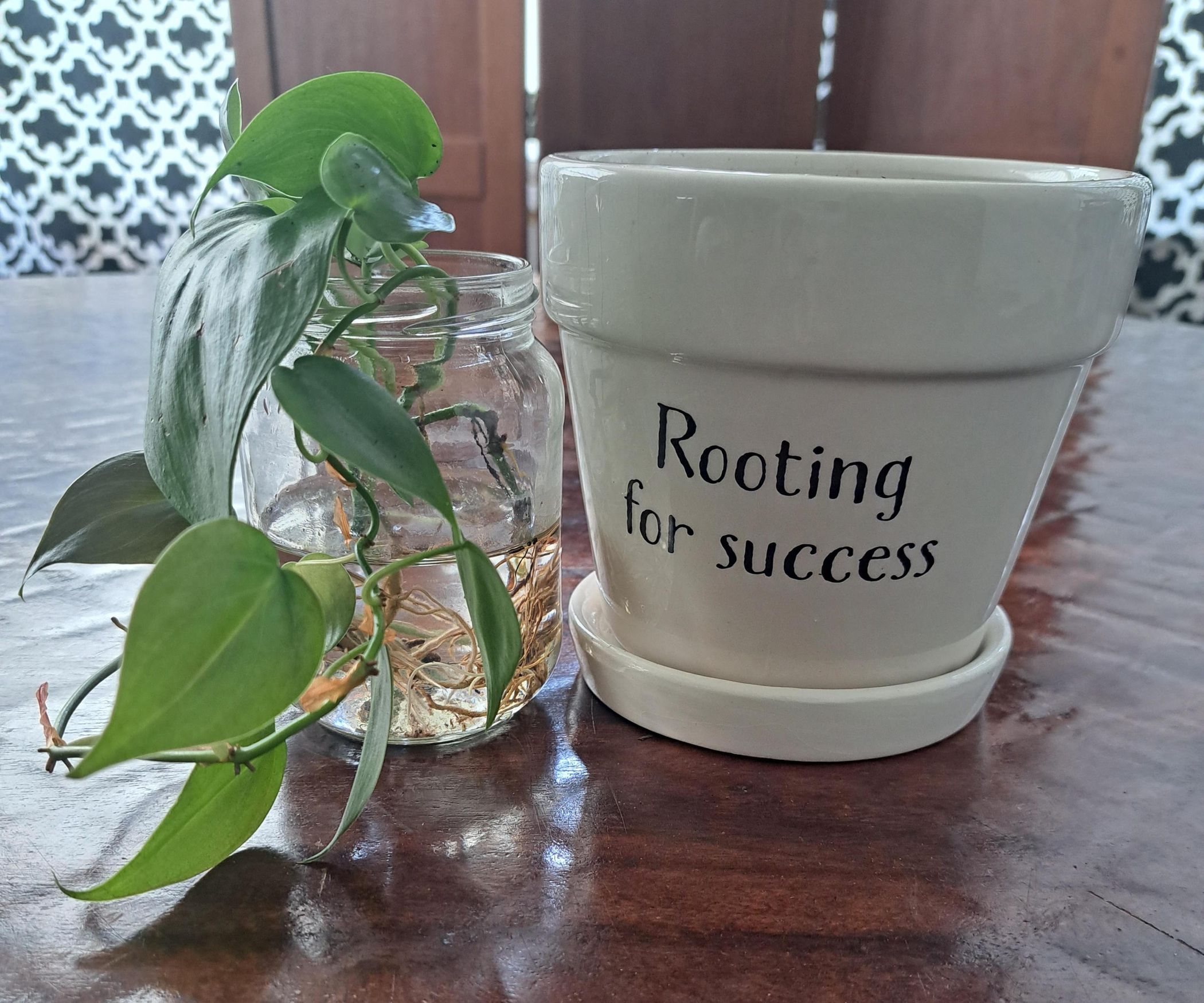 Potting a Pothos Plant. : 5 Steps - Instructables