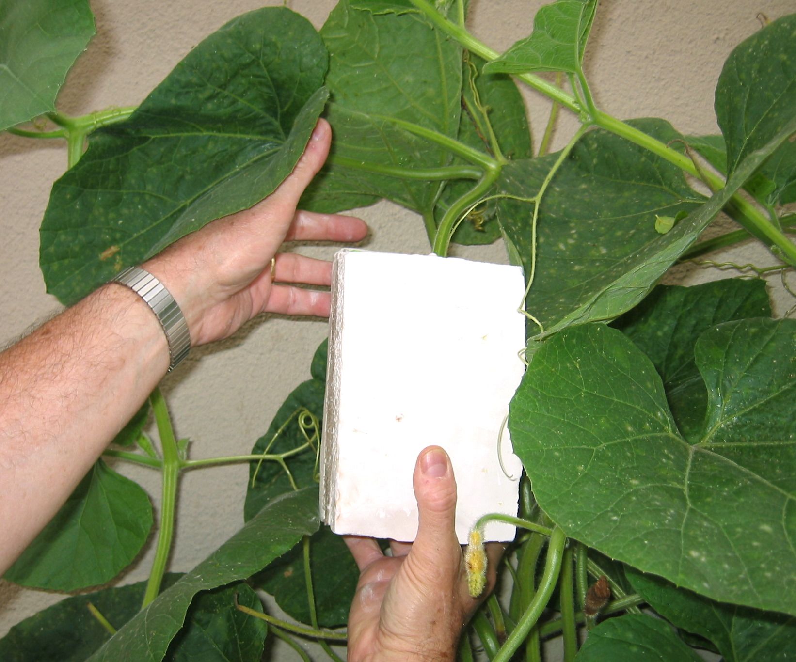 Portrait Gourds Grown in Molds : 8 Steps (with Pictures) - Instructables