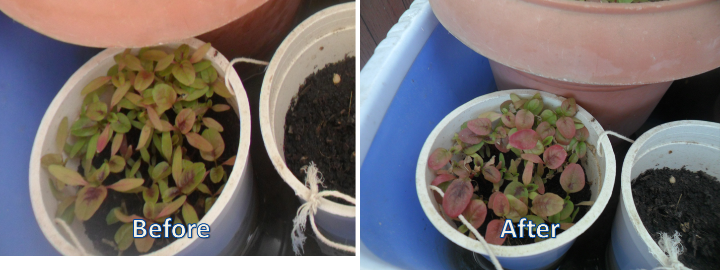 Super Simple Sub-irrigation System - Instructables