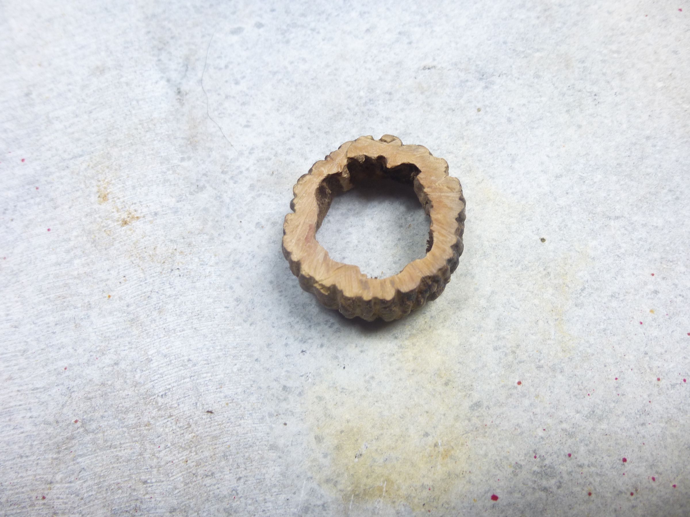 Black Walnut Seed Ring. : 4 Steps (with Pictures) - Instructables