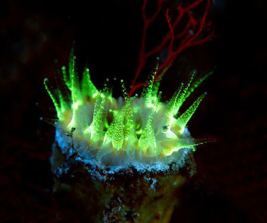 UV / Fluorescent SCUBA Dive Light (Trivial) : 3 Steps - Instructables