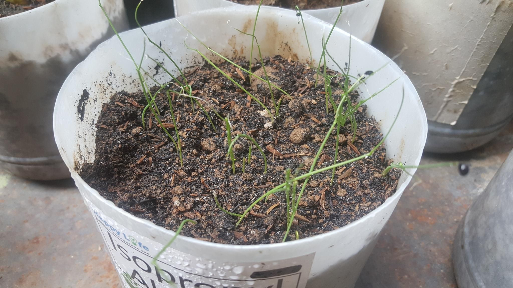 Homegrown Goodness - a Garlic & Spring Onion High-Protein Dip for a ...