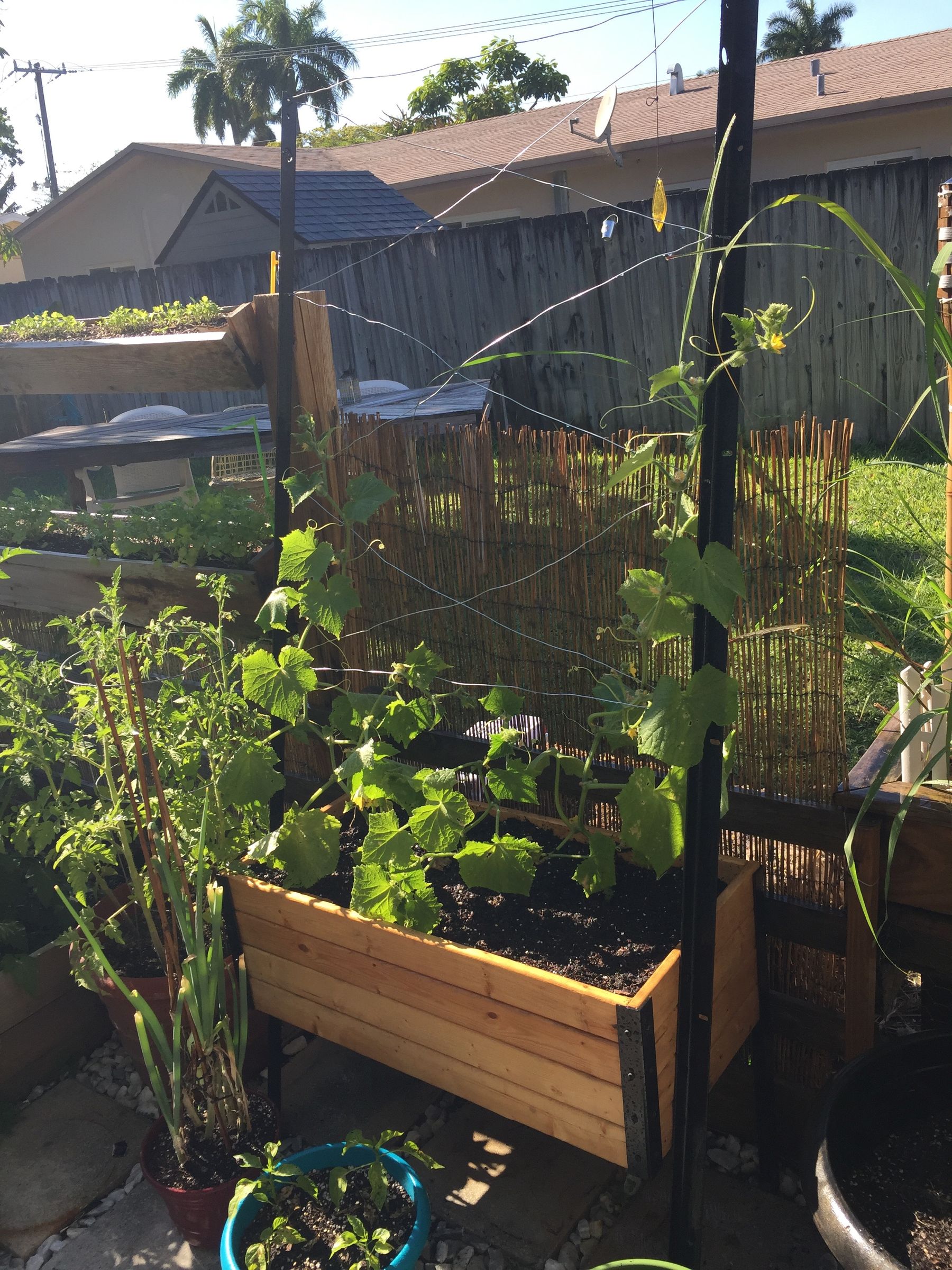 My $10 Reclaimed Climbing Vine Planter Box! : 3 Steps (with Pictures ...