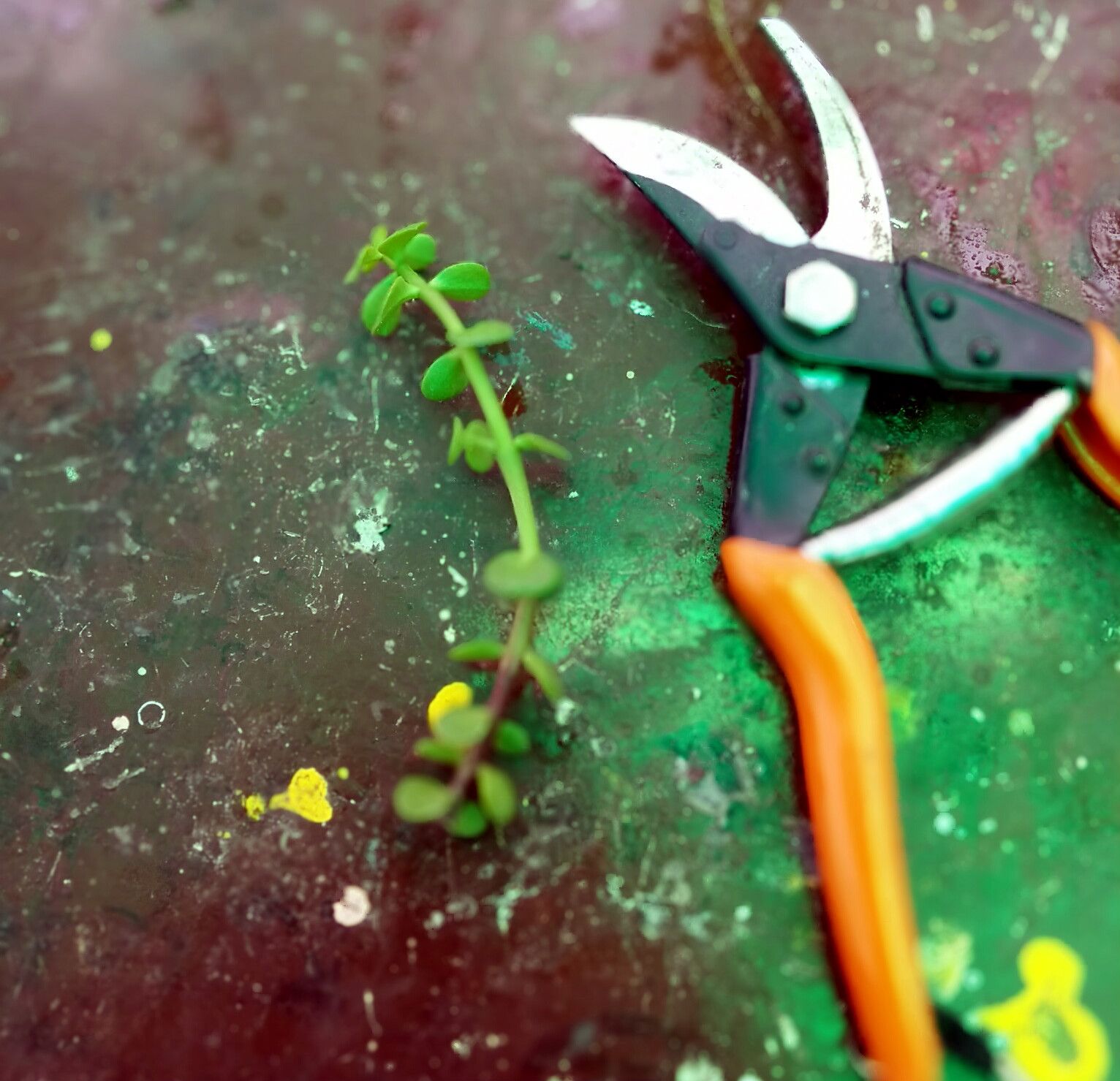 Grow Magnificent Jade Plant in Hanging Basket Easily : 5 Steps (with ...