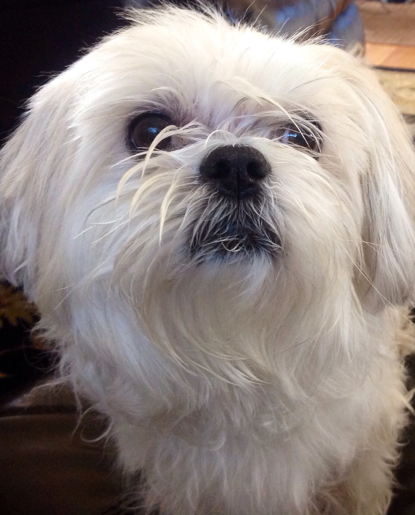 Simple Flea Technique - Instructables