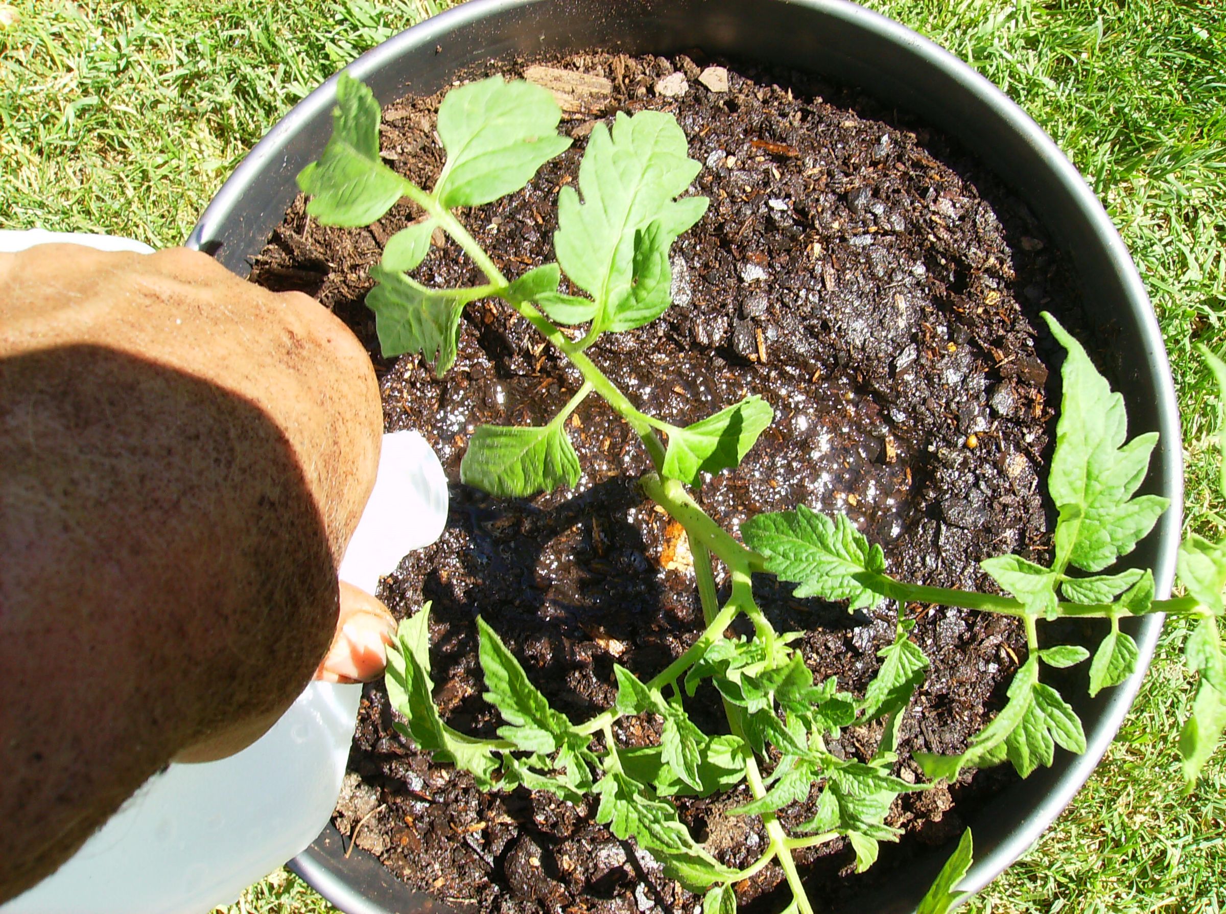 How to Build a Simple and Basic Double Tomato Container With Water ...
