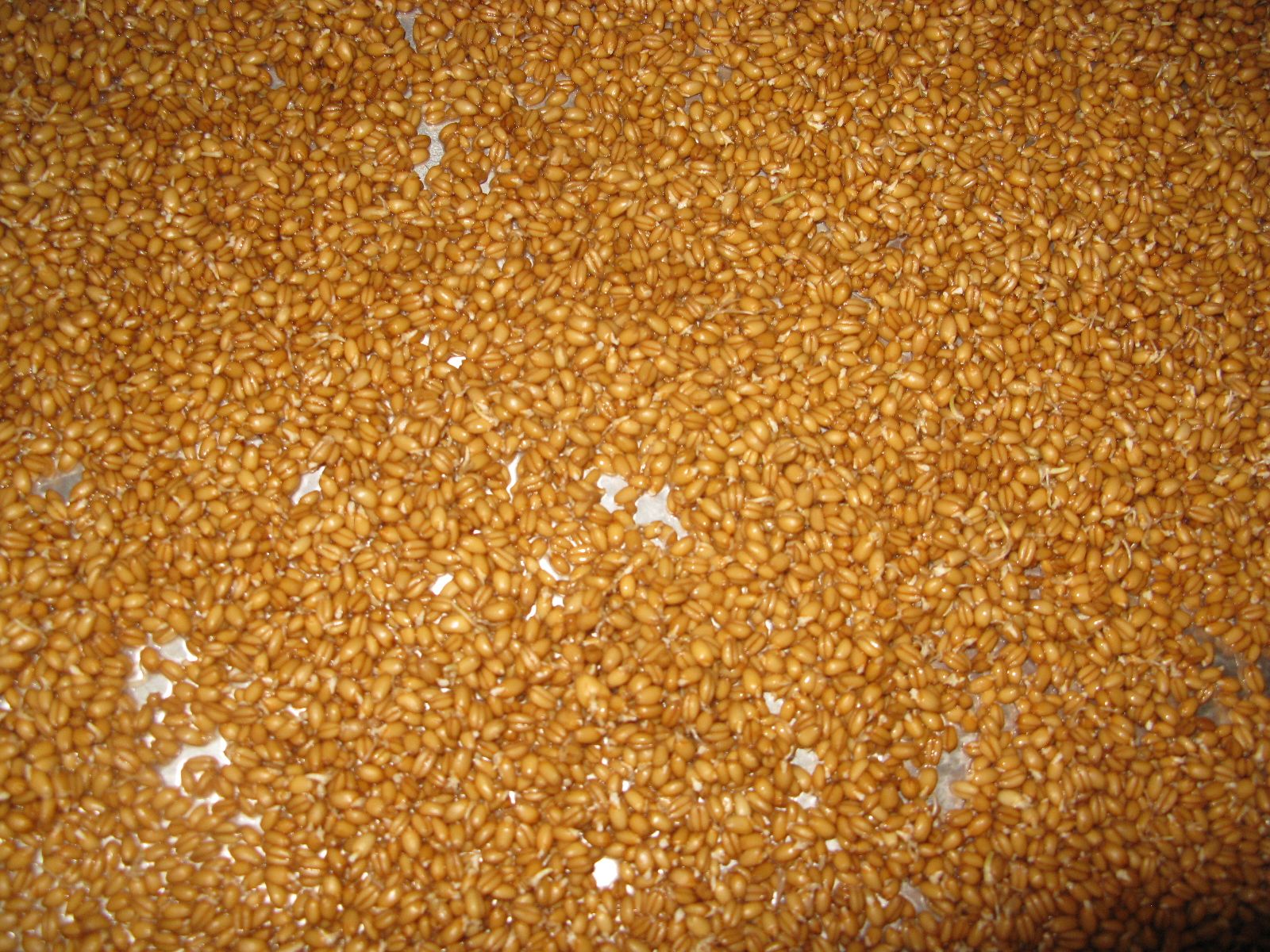 Sprouted Wheat Berry Bread = 2 Ingredients, 4 Steps : 7 Steps (with ...
