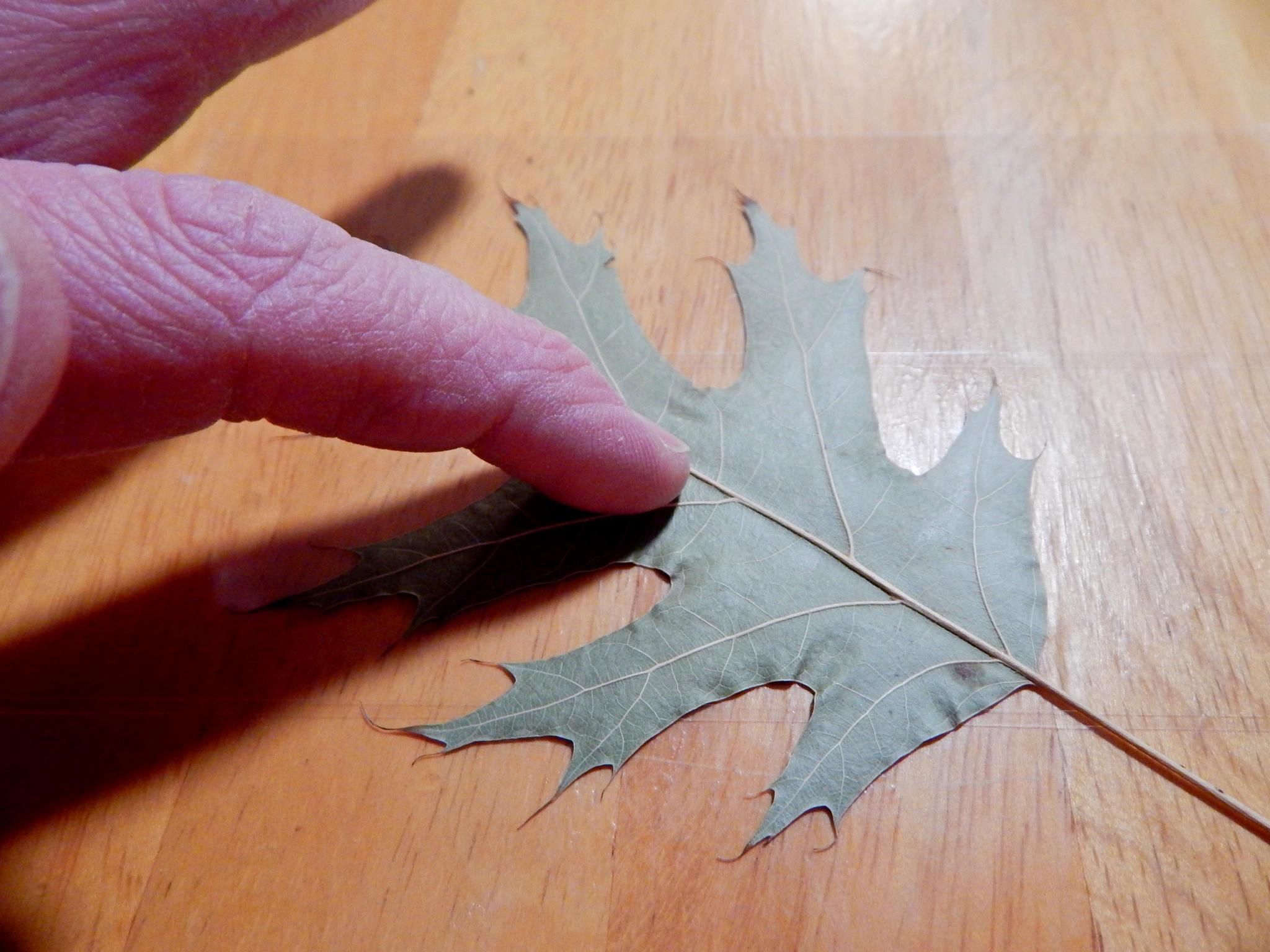 DIY Laminated Leaf Bookmarks : 4 Steps (with Pictures) - Instructables