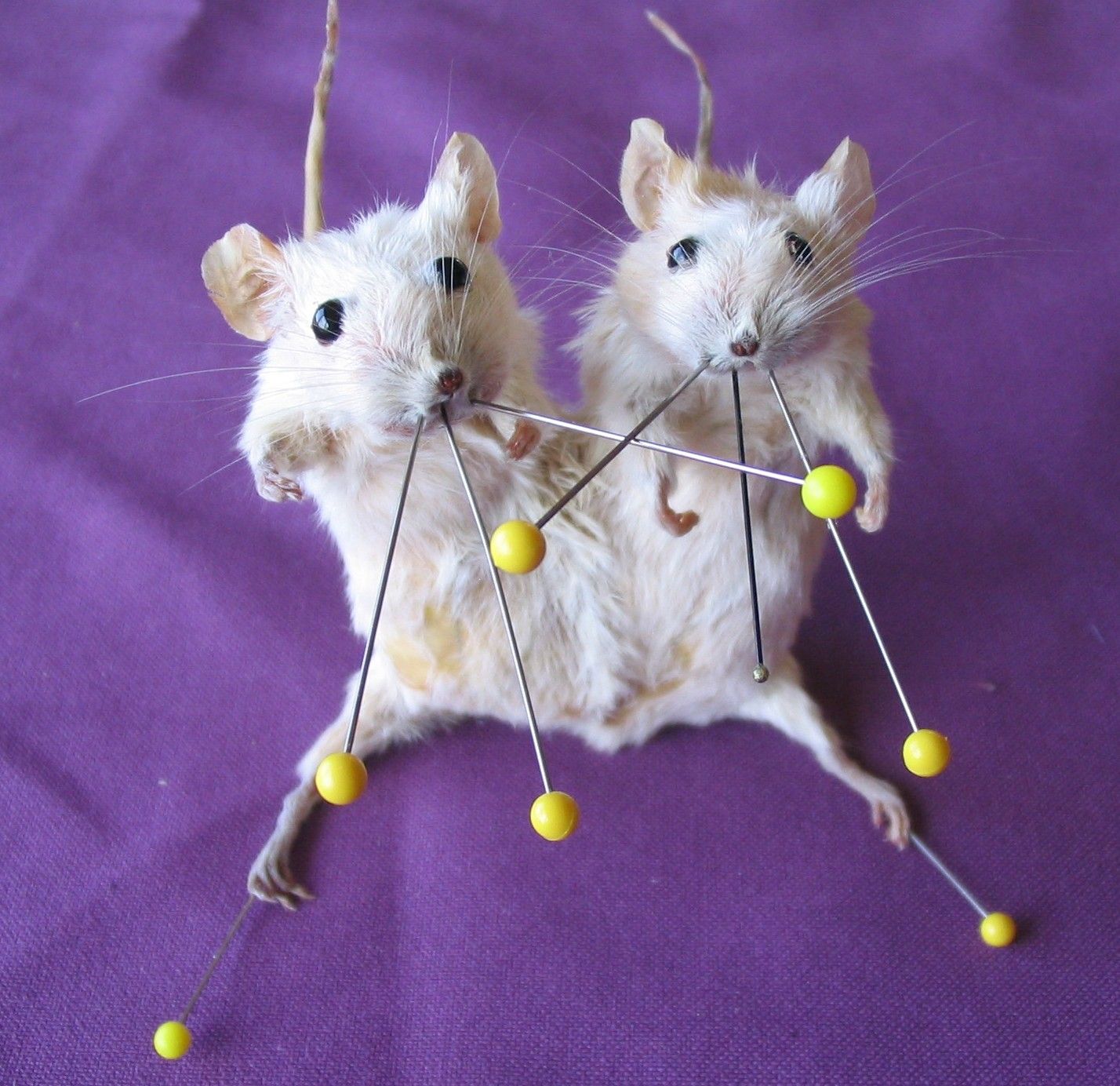 Conjoined Twin Mice : 4 Steps (with Pictures) - Instructables