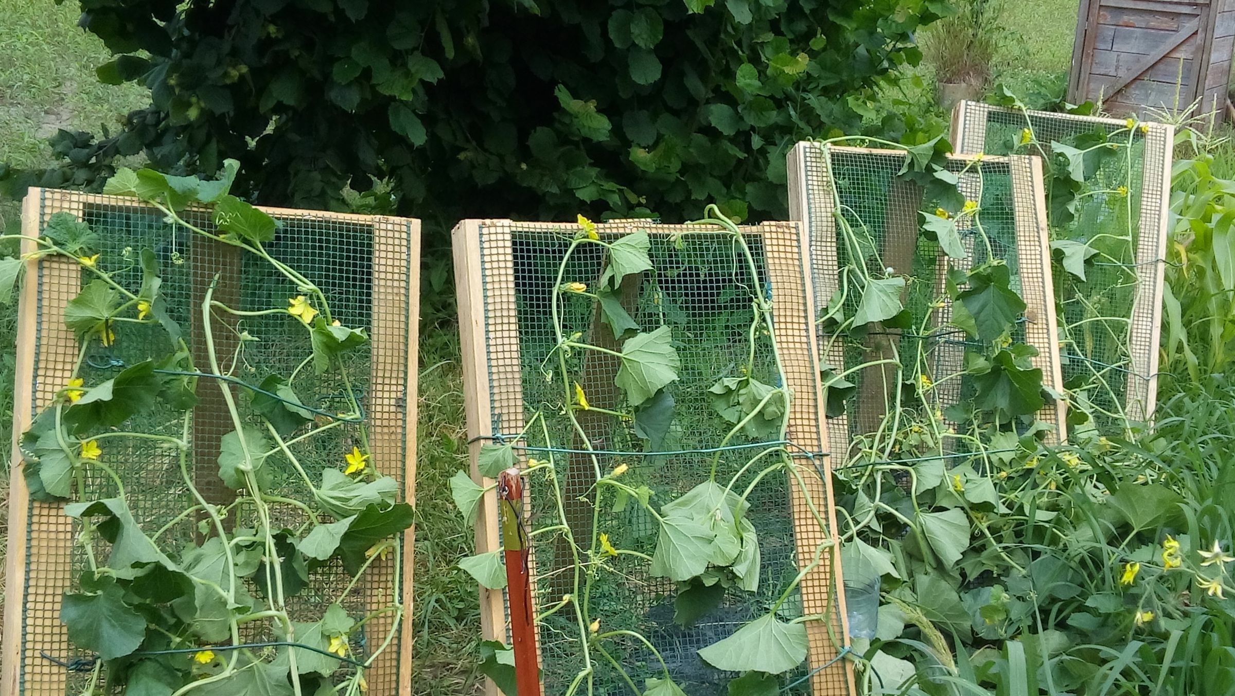 Horticultural Solar Panel : 3 Steps (with Pictures) - Instructables