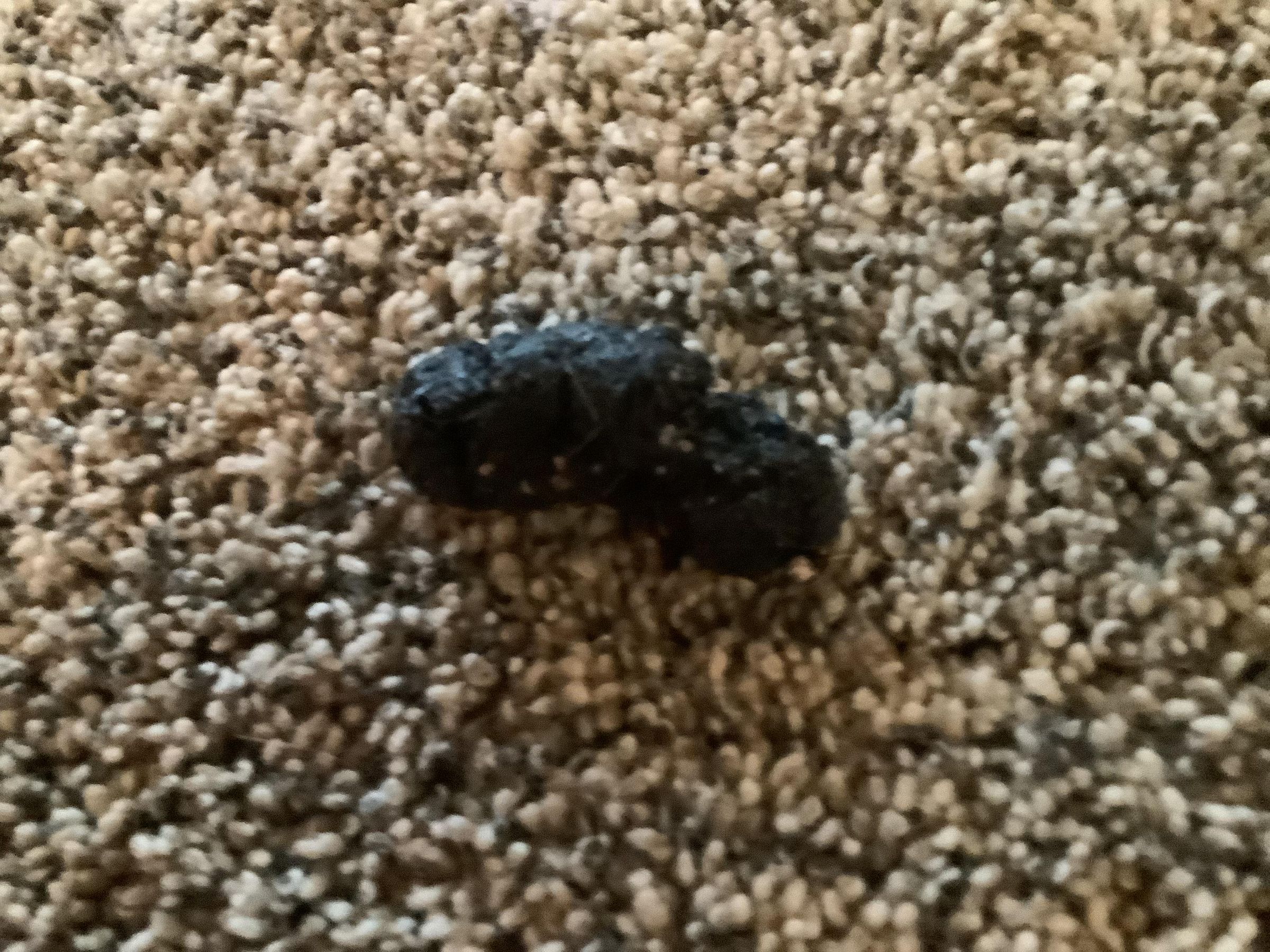 How to Make Realistic Fake Poop : 4 Steps - Instructables