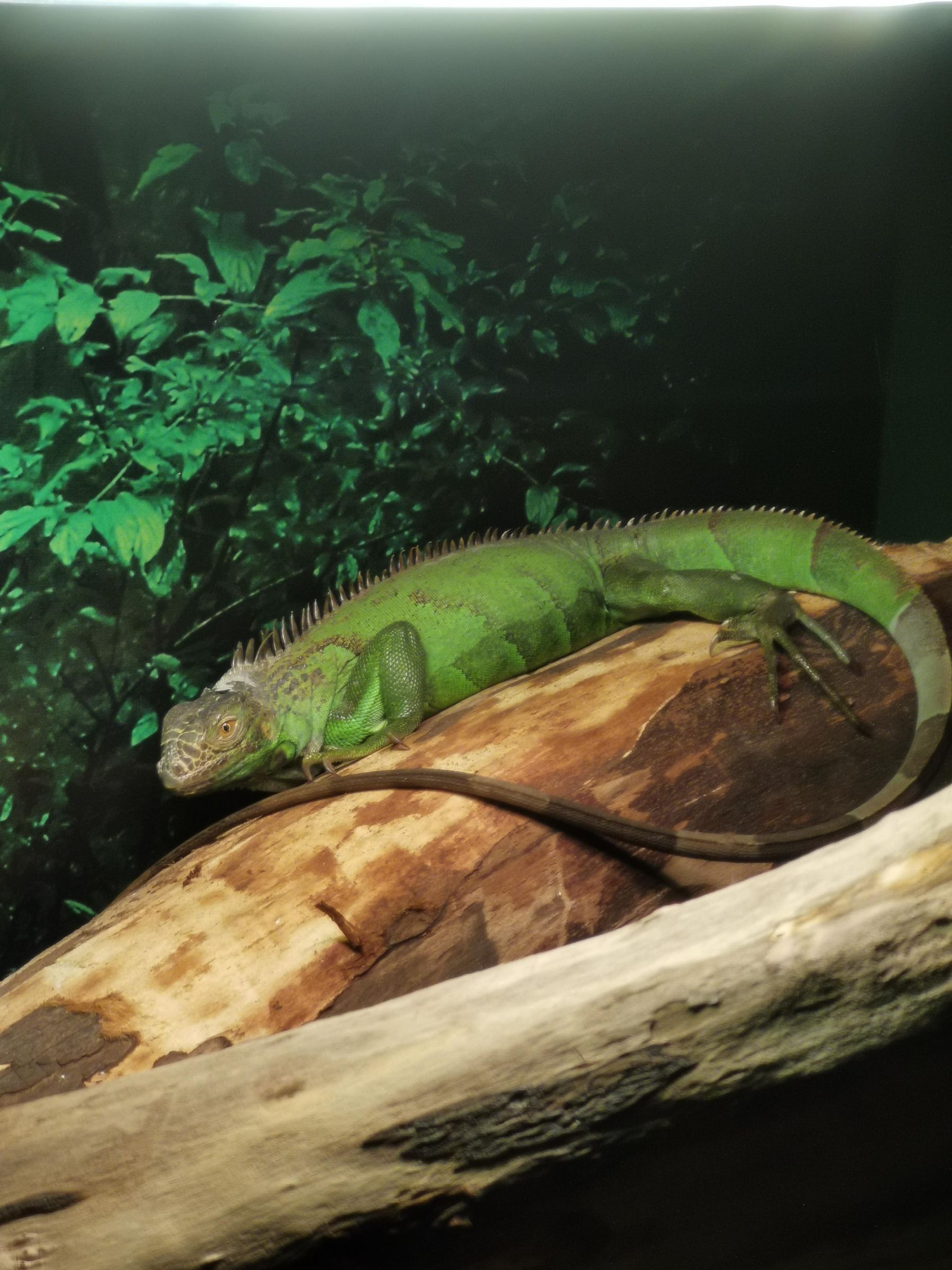 Vivarium for a Reptile : 12 Steps (with Pictures) - Instructables