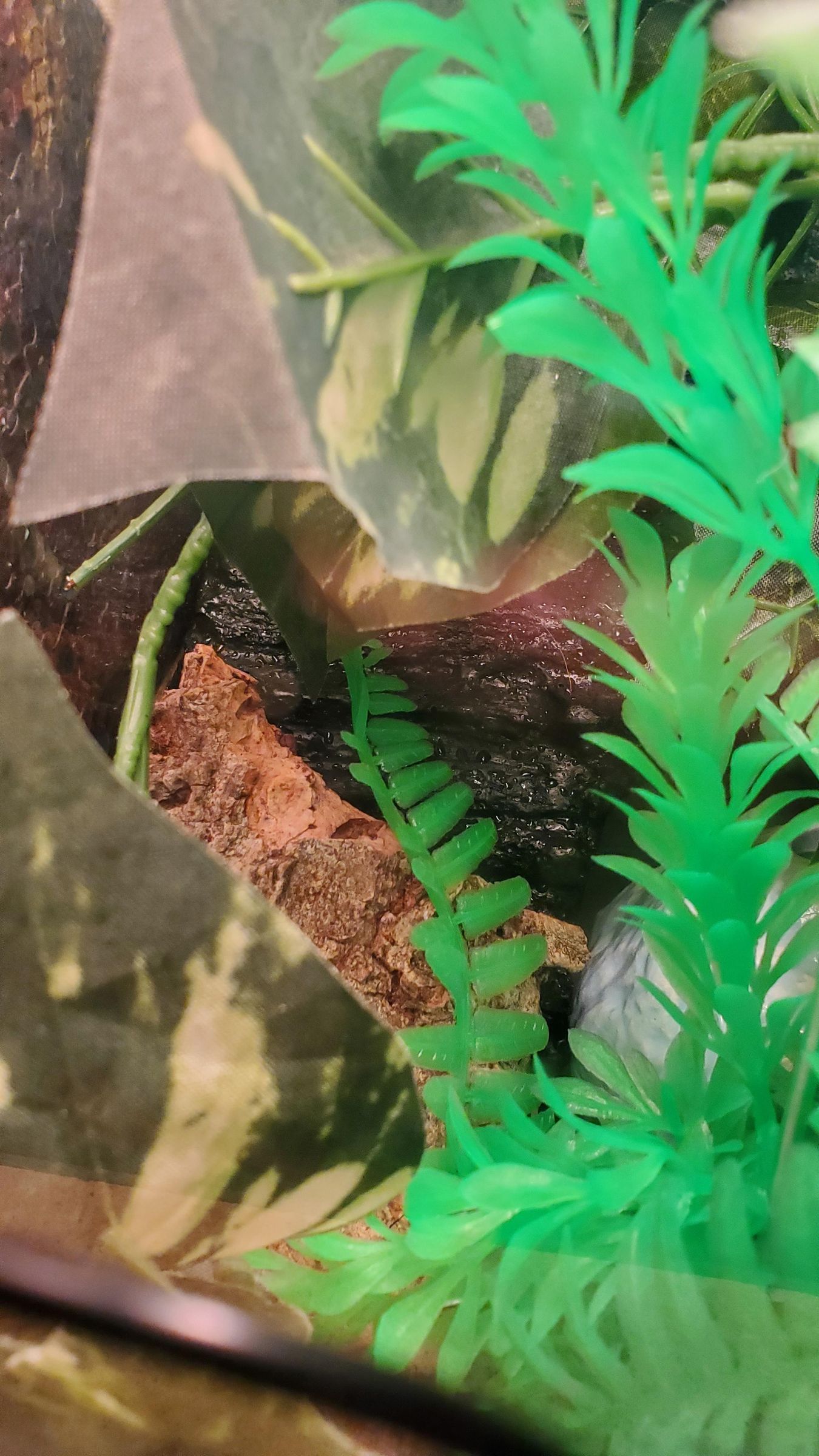 Leopard Gecko Habitat : 7 Steps (with Pictures) - Instructables