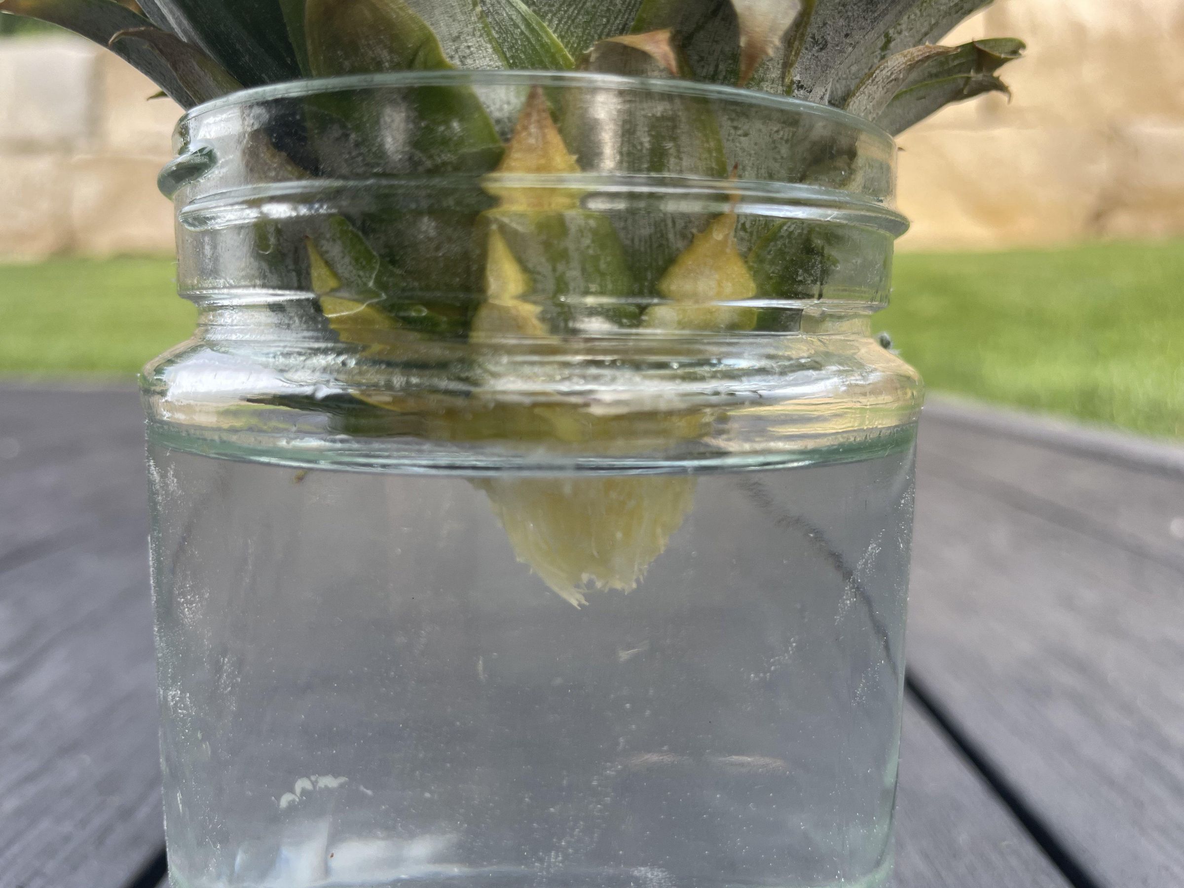 Growing Pineapples : 6 Steps (with Pictures) - Instructables