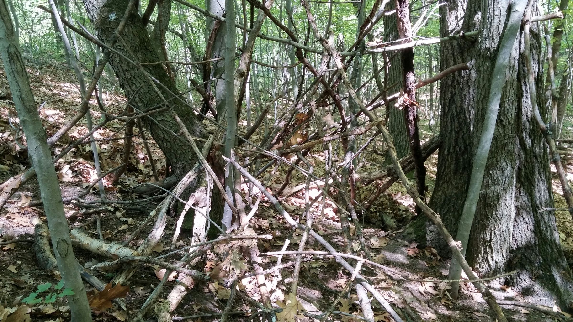 Leaf and Stick Fort : 4 Steps - Instructables