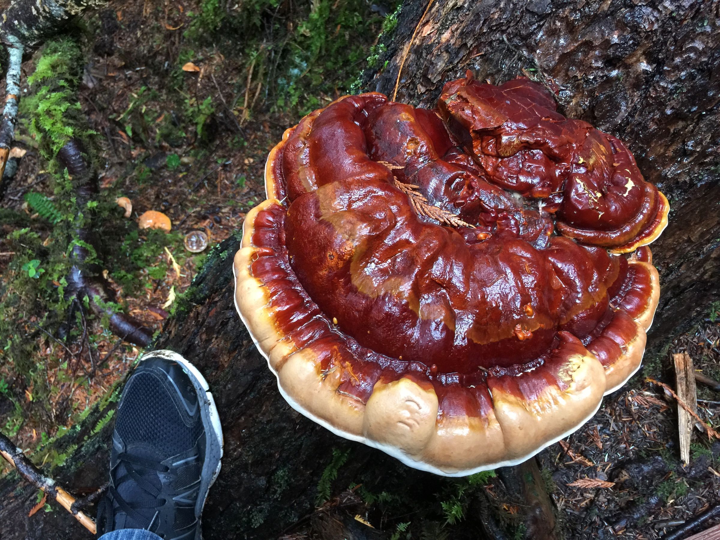 Nature Tracker: Parameter Mapping With the Intel Edison : 7 Steps (with Pictures) - Instructables