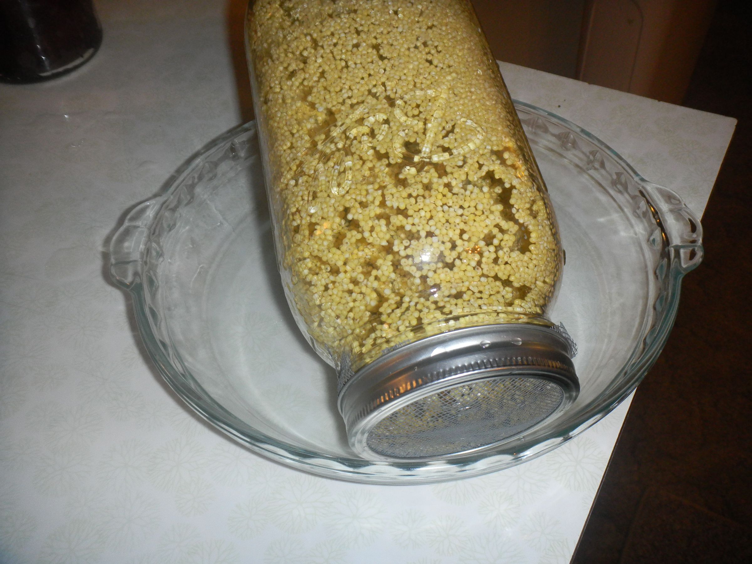Sprout Quinoa : 4 Steps (with Pictures) - Instructables