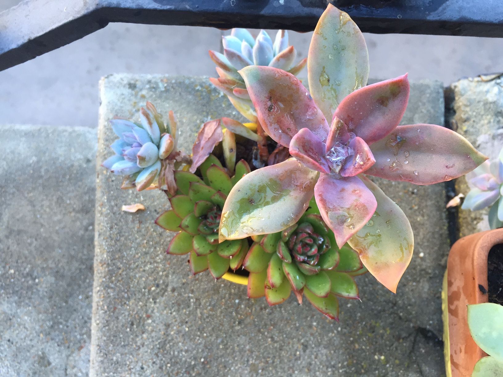 How to Create an Awesome Succulent Planter : 6 Steps (with Pictures ...