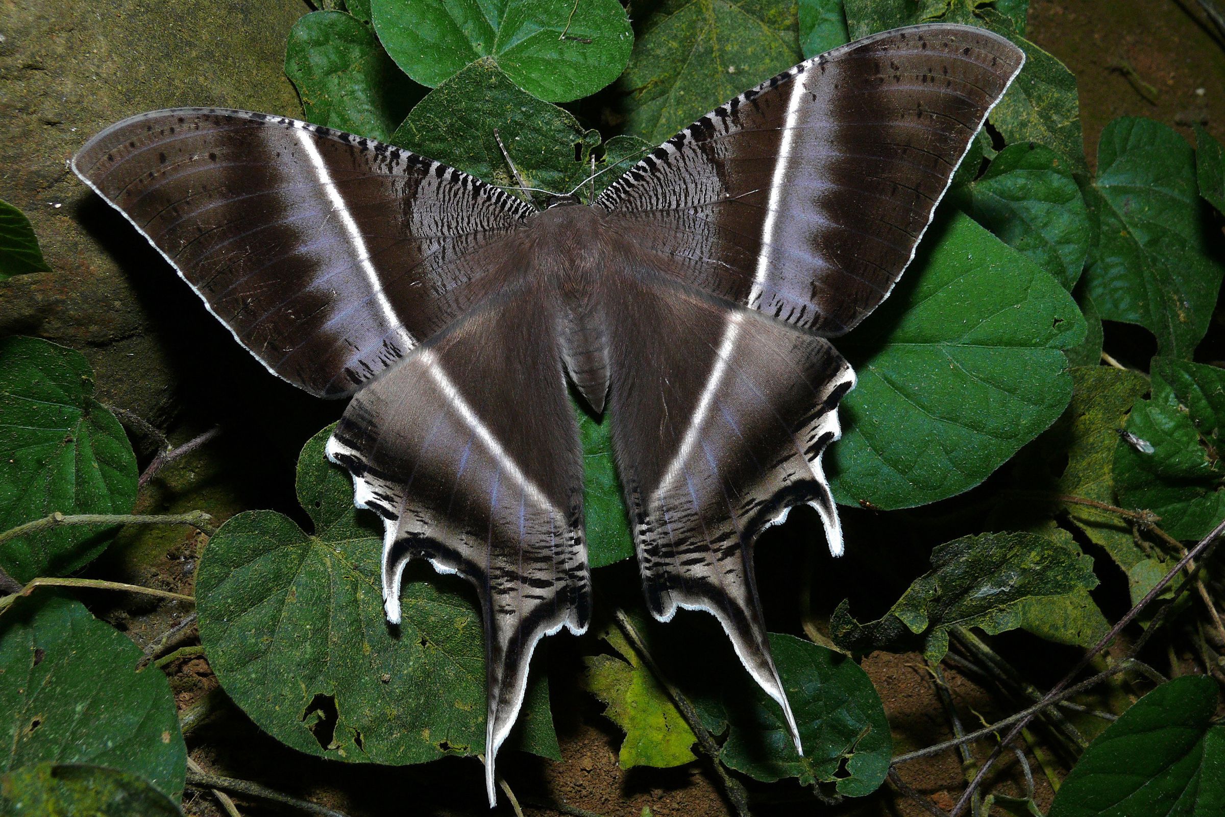 Custom Printed Moth Wing Cape : 6 Steps (with Pictures) - Instructables