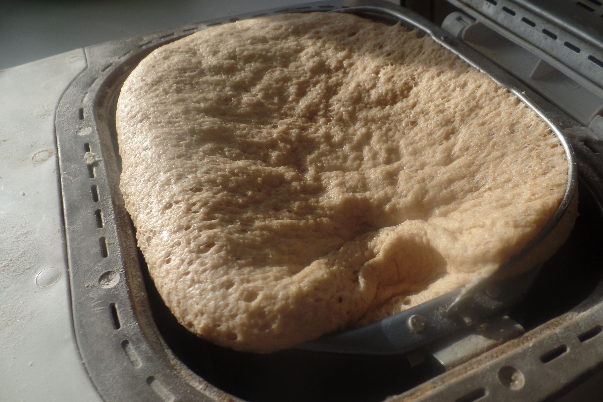 100% Whole Wheat Home-Ground Sandwich Bread, Rolls, and Focaccia : 8 ...