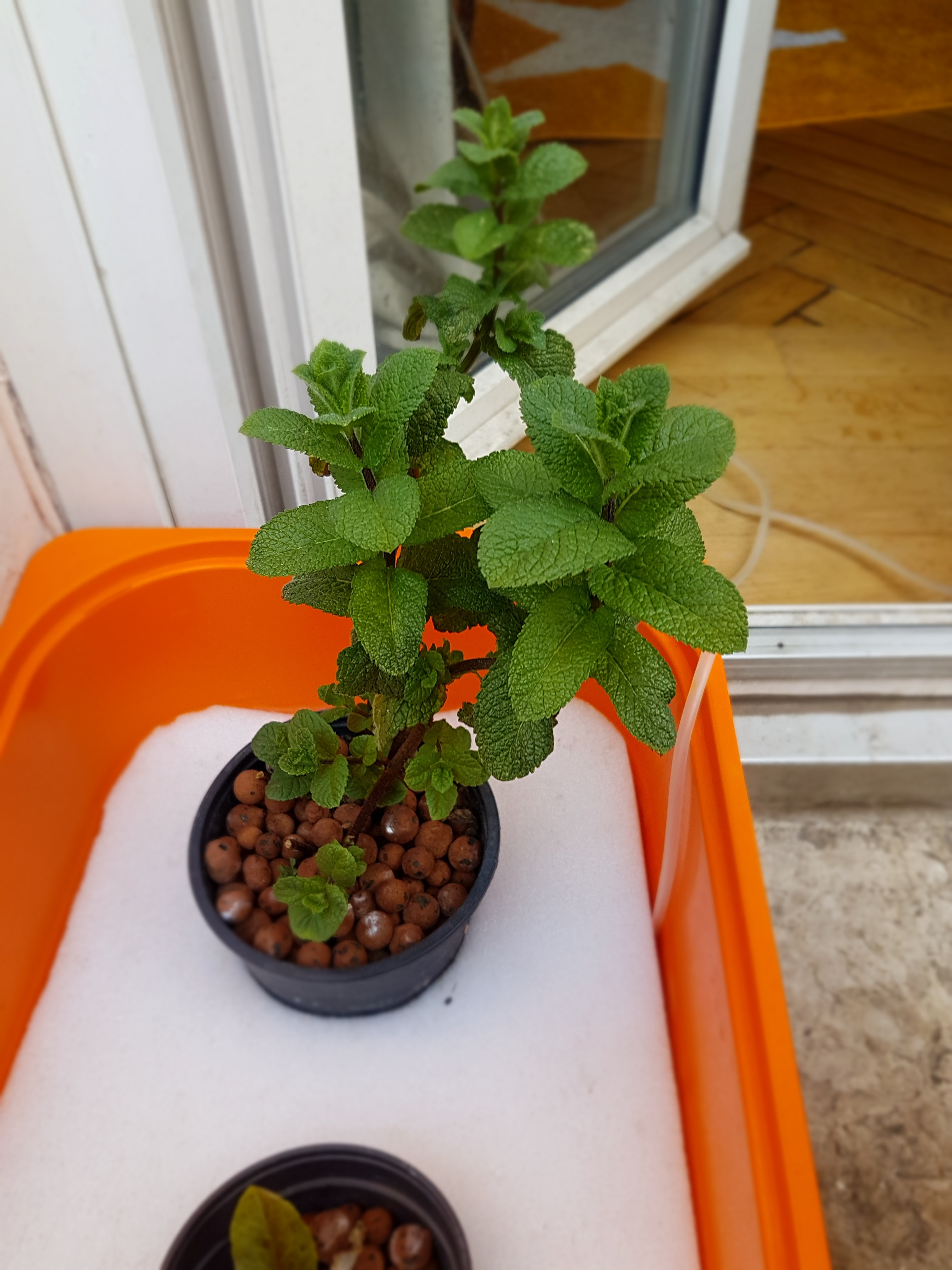 First Timer Hydroponics: the Raft System : 8 Steps (with Pictures ...