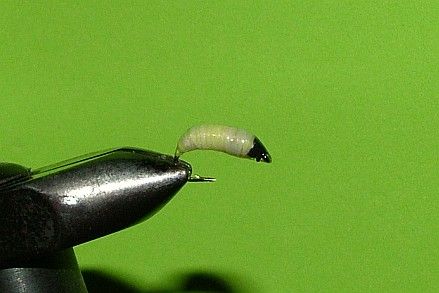 Fly Fishing - Maggot Fly (blowfly Larvae) Step by Step : 4 Steps (with ...