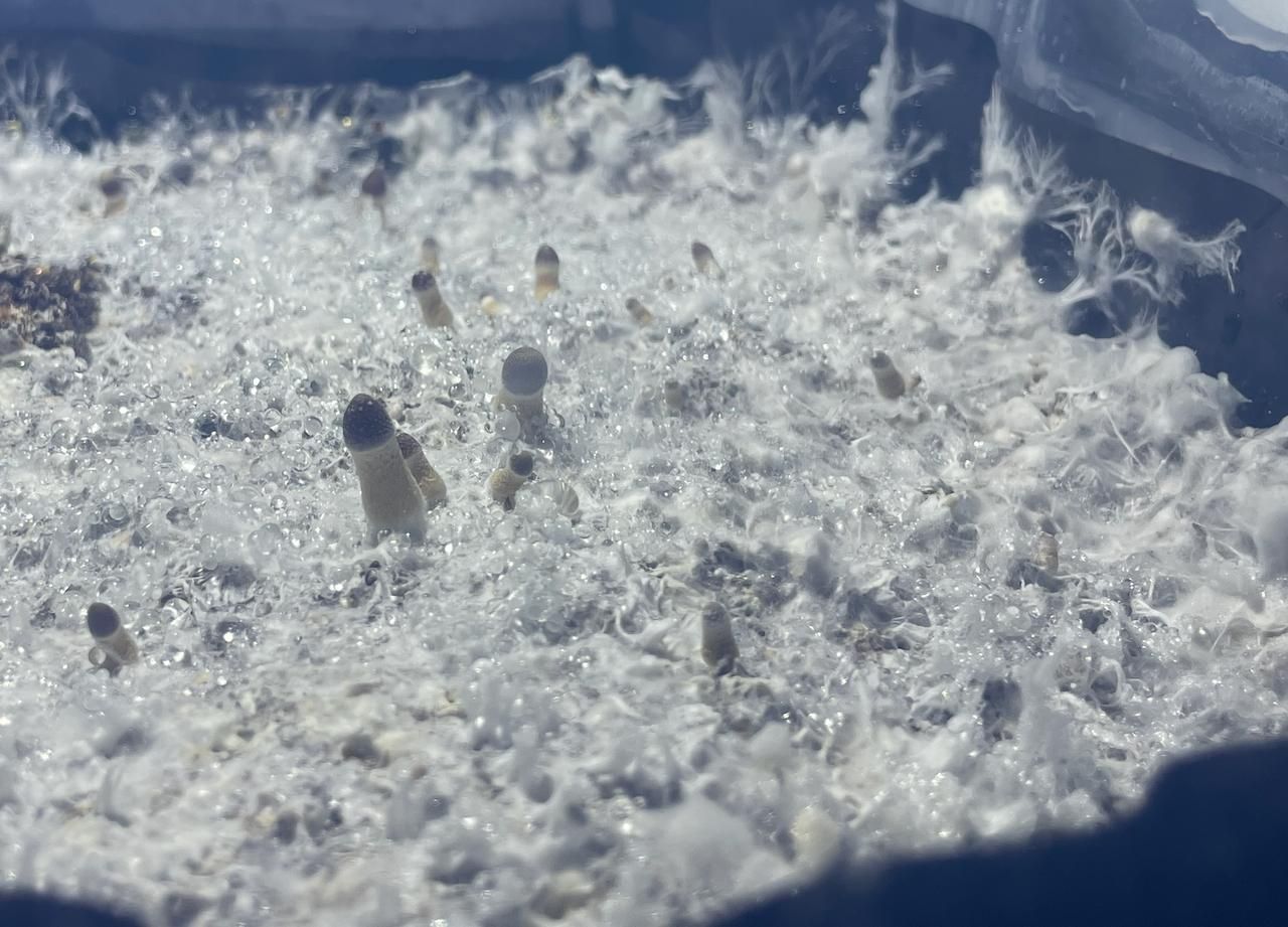 The Autotub - Fully Automated Cloud Connected Monotub for Mushroom ...